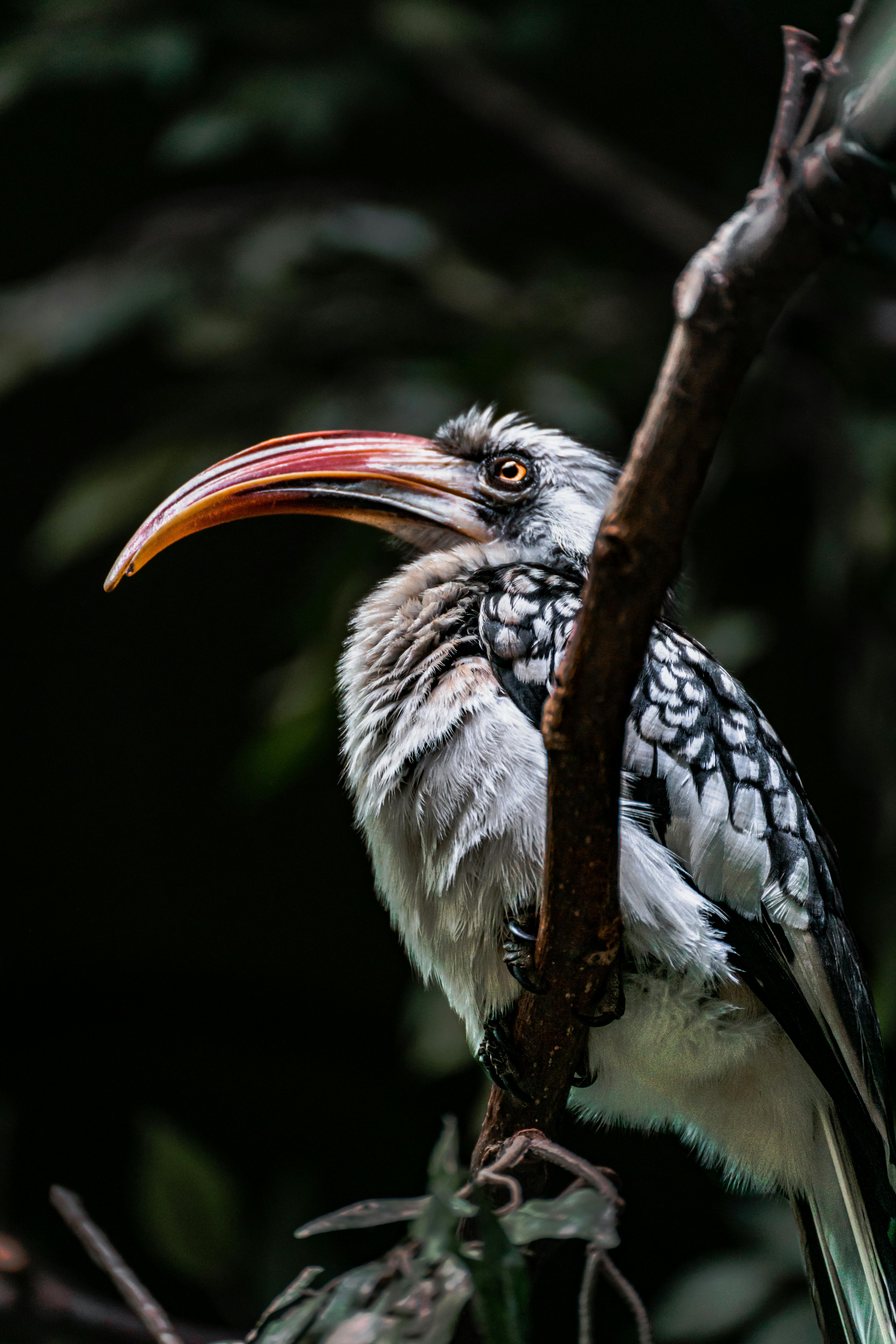 Primer Plano De Un Cálao Africano En El Zoológico De Budapest · Foto de ...