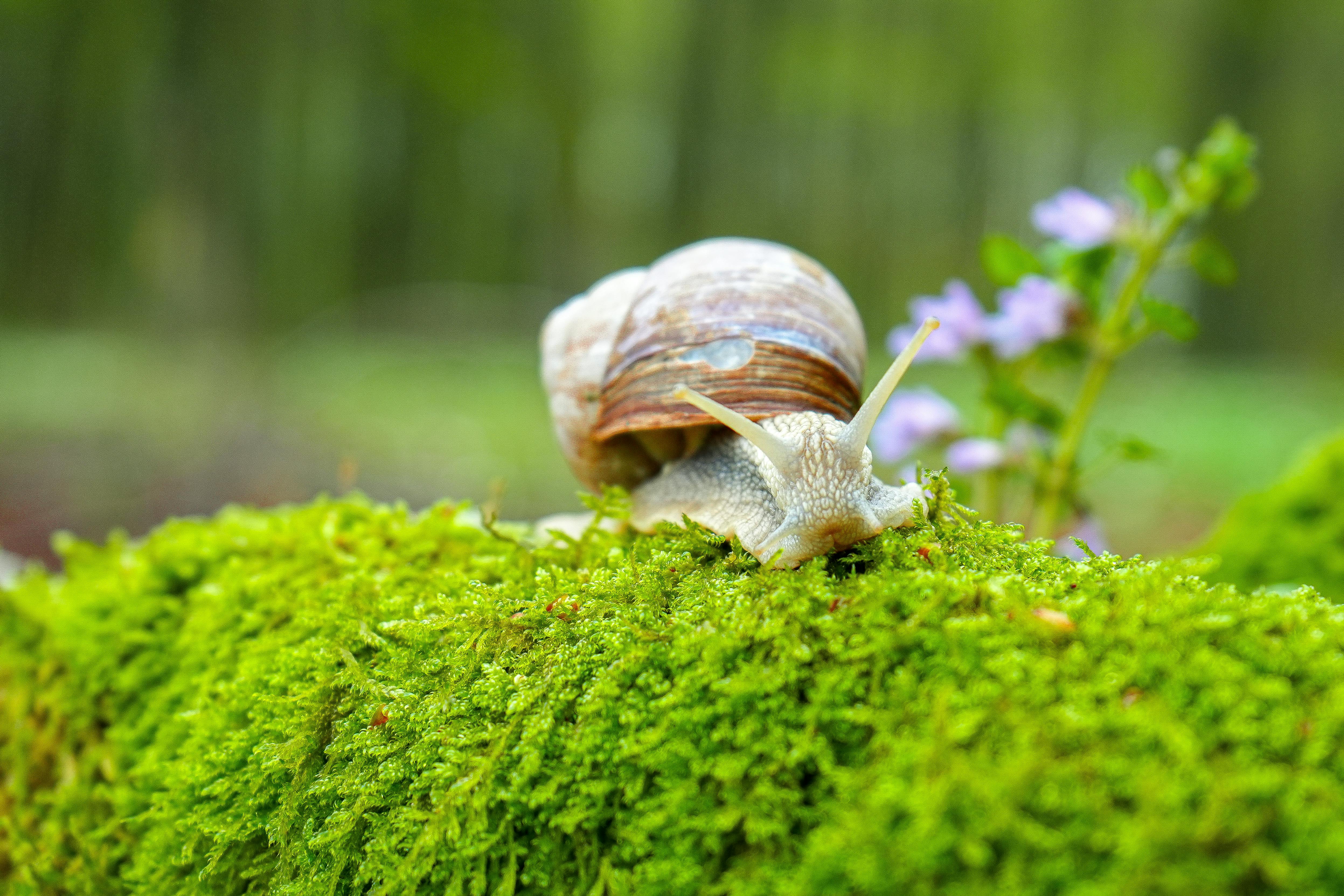 Close-up of Snail on Mossy Surface Outdoors · Free Stock Photo