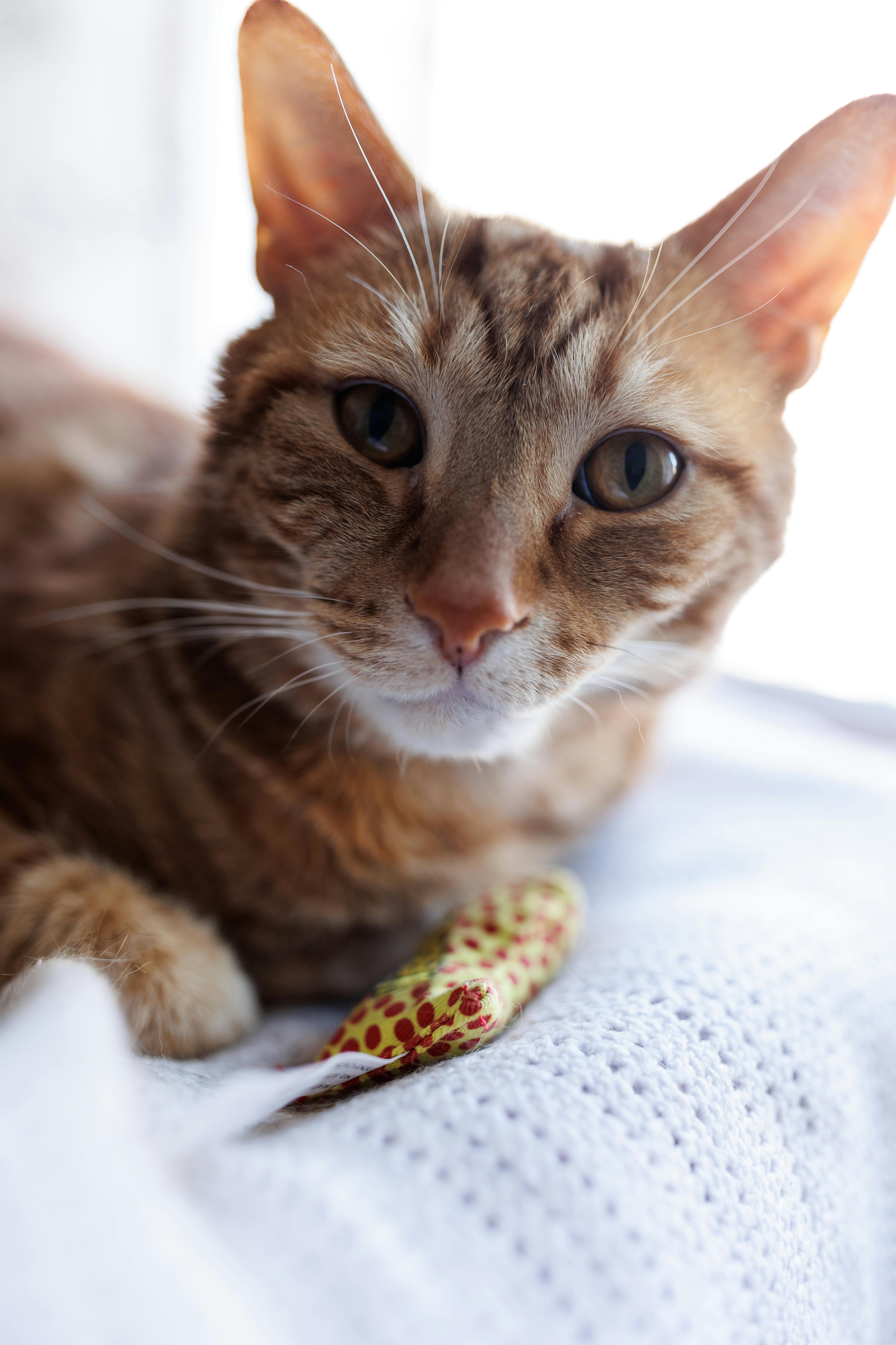 Cuddle Fish Photos, Download The BEST Free Cuddle Fish Stock Photos ...