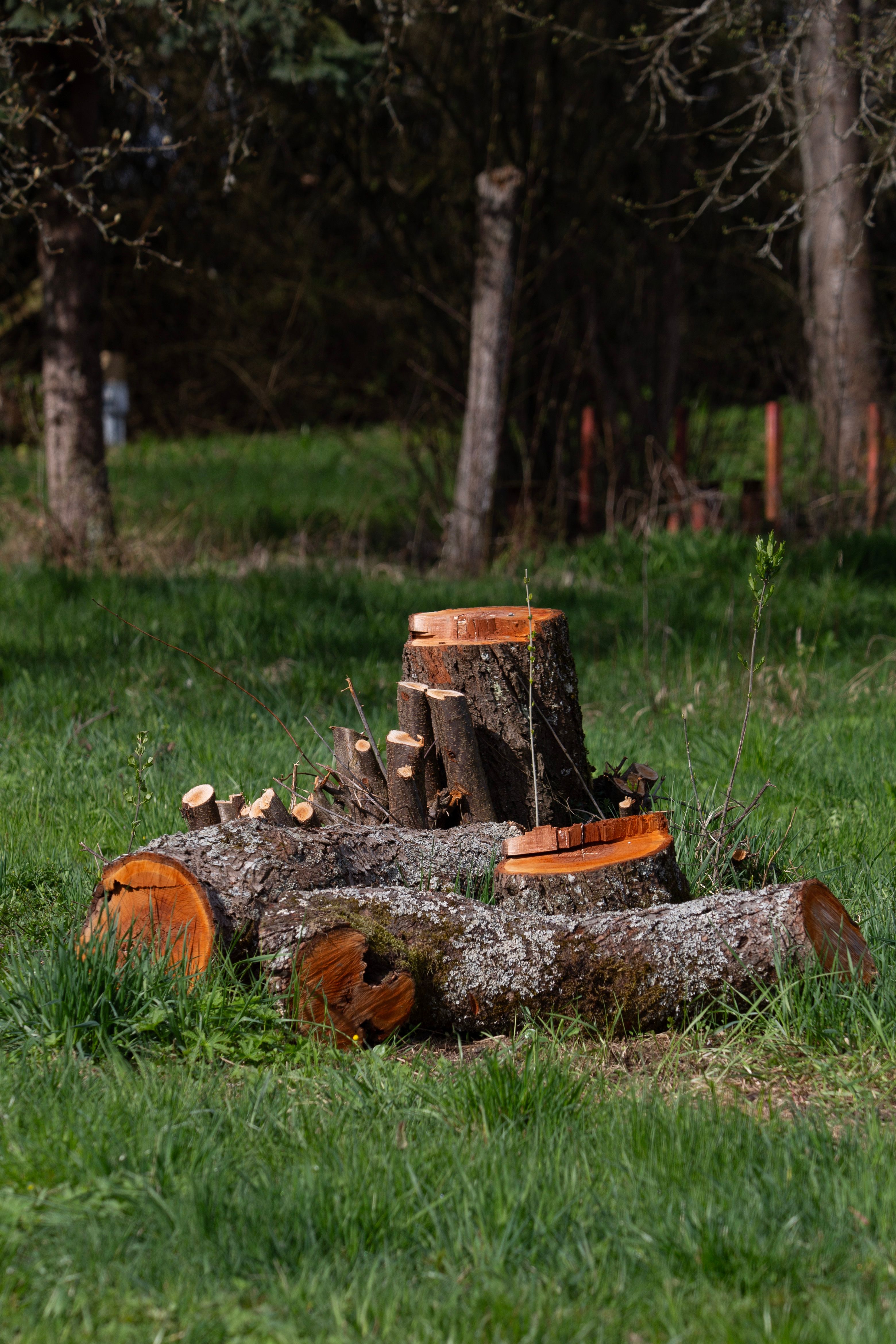 Freshly Cut Tree Trunk in Lush Green Field · Free Stock Photo