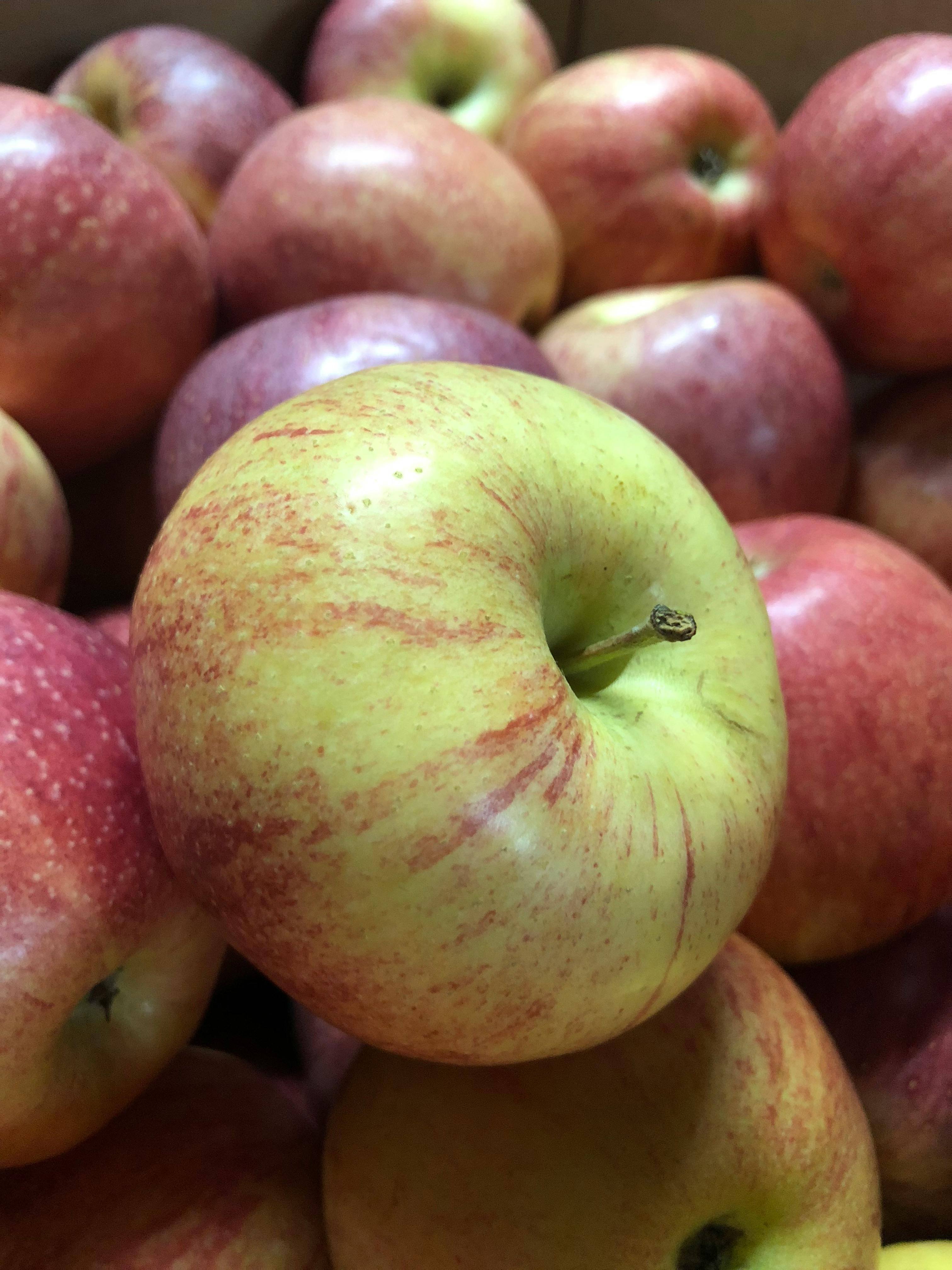 Fruit Withot Background Photos, Download The BEST Free Fruit Withot ...