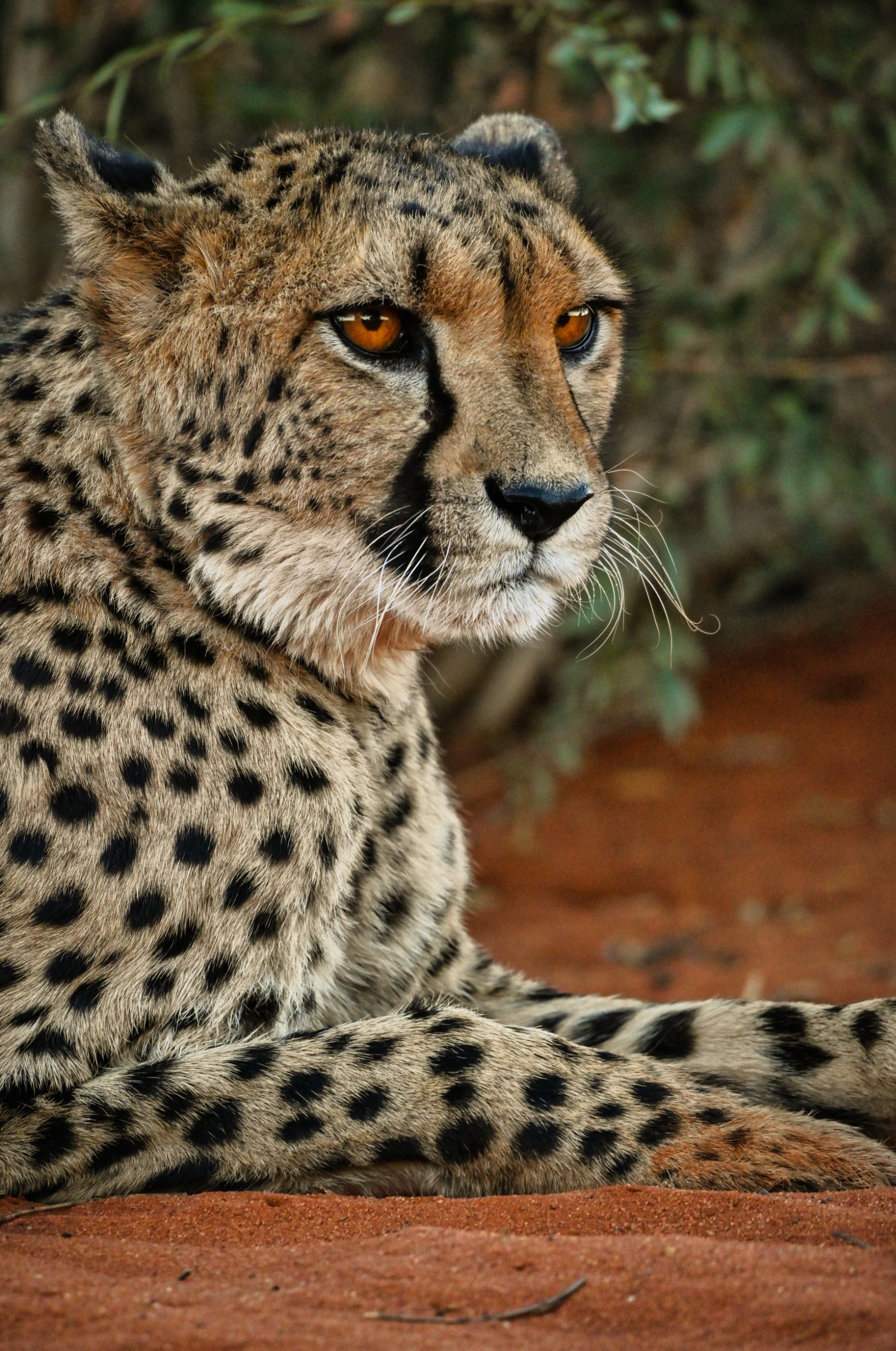 Brown and Black Cheetah · Free Stock Photo