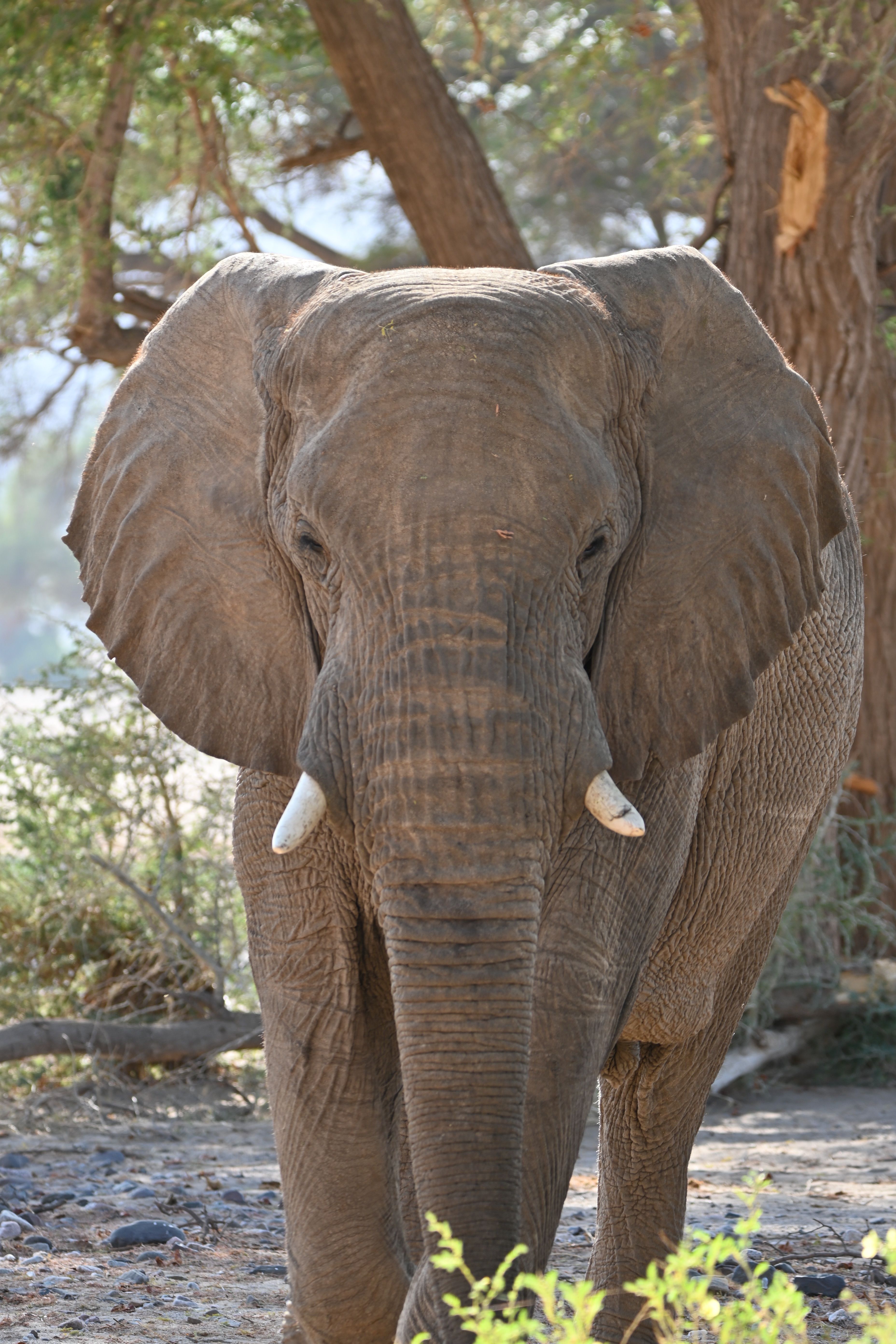 Photo of Grey Elephant · Free Stock Photo