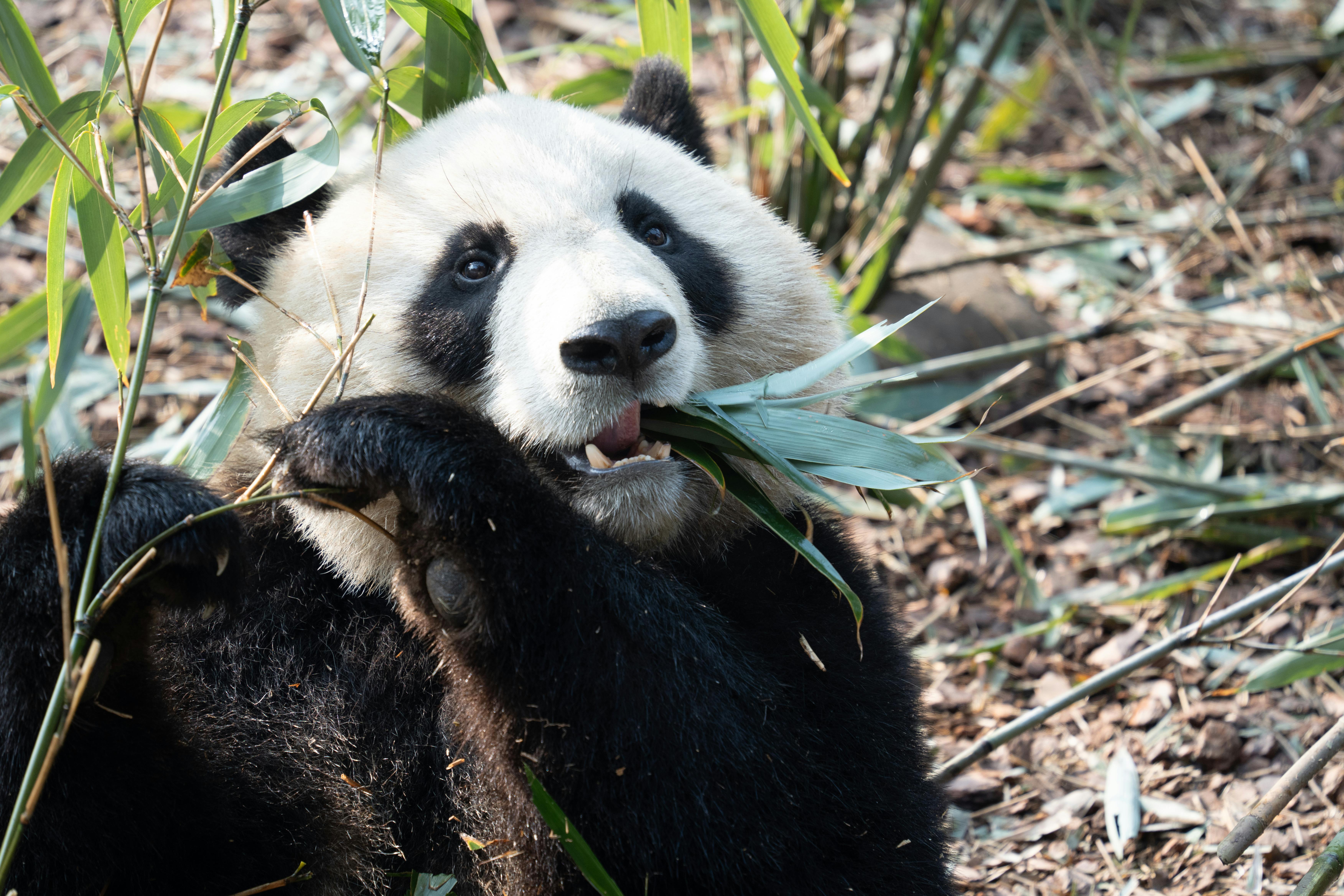 Panda Raksasa Makan Bambu Di Chengdu, Tiongkok · Foto Stok Gratis