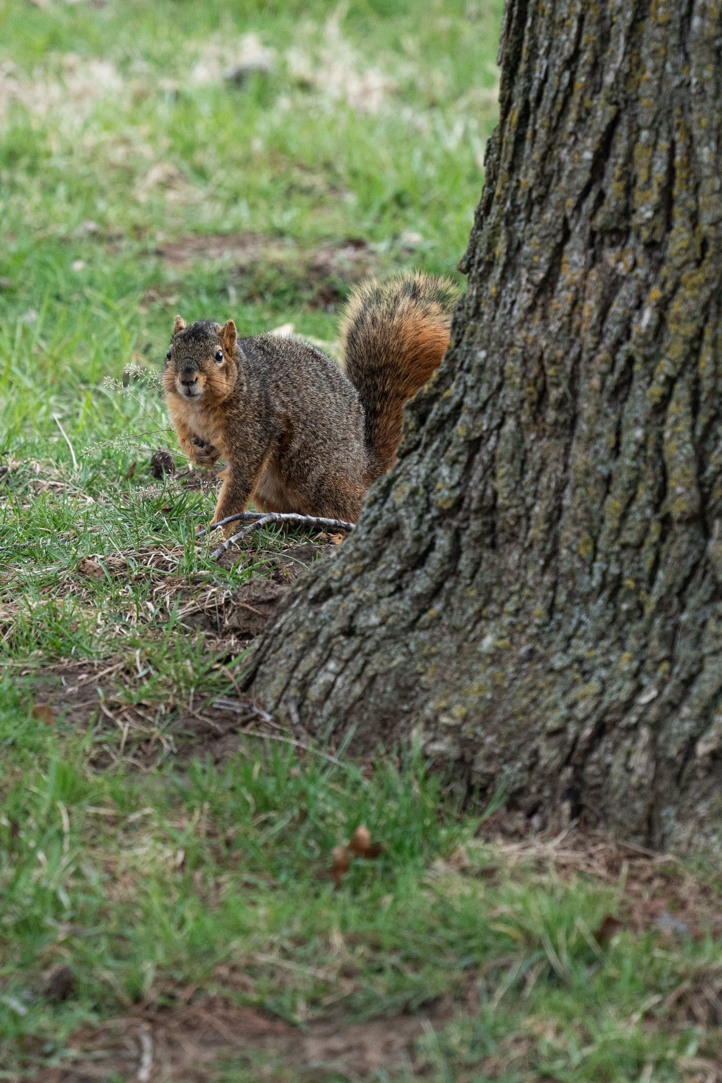 Fox Squirrel Near Tree in Columbia Missouri · Free Stock Photo