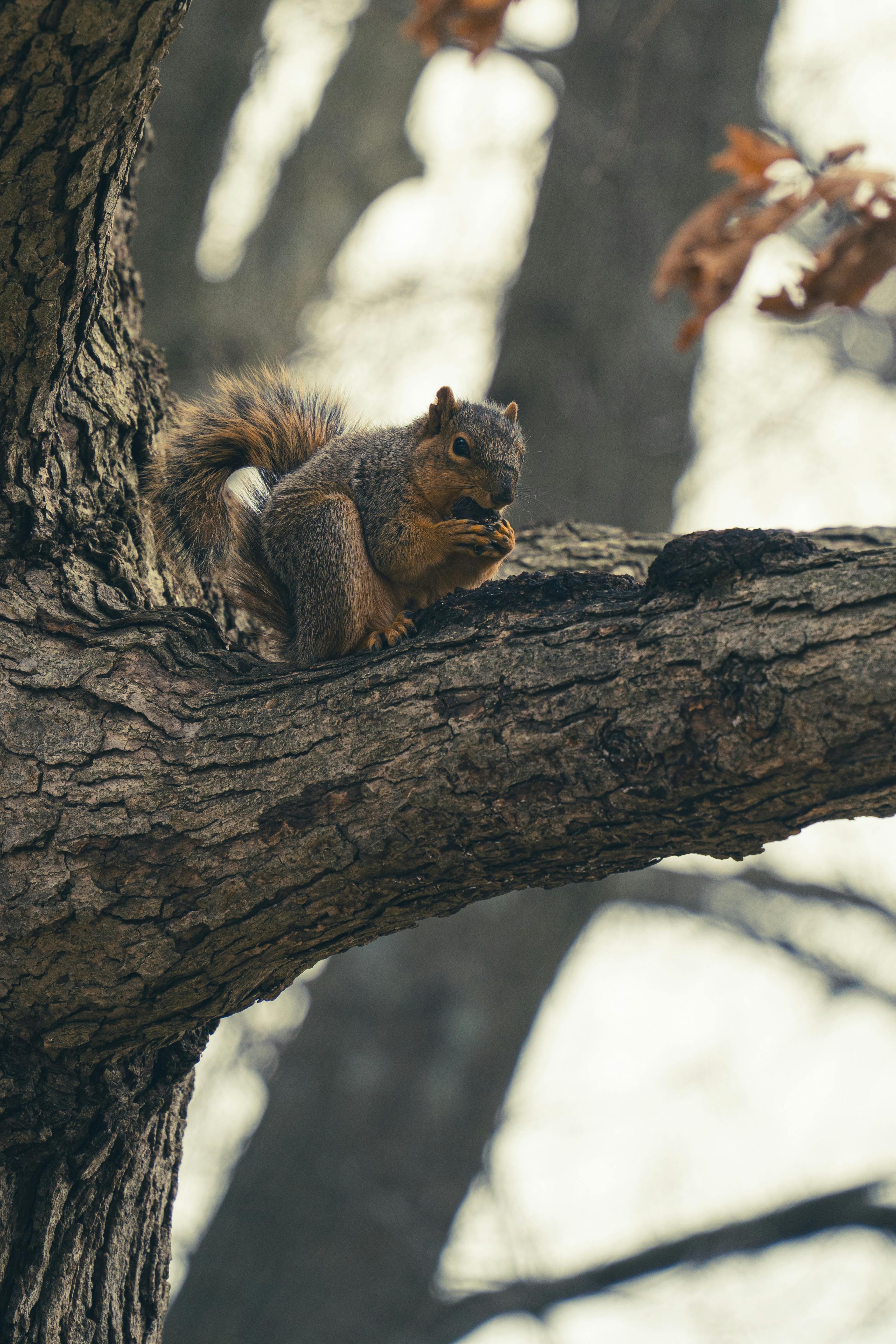 Act Acorn Photos, Download The BEST Free Act Acorn Stock Photos & HD Images