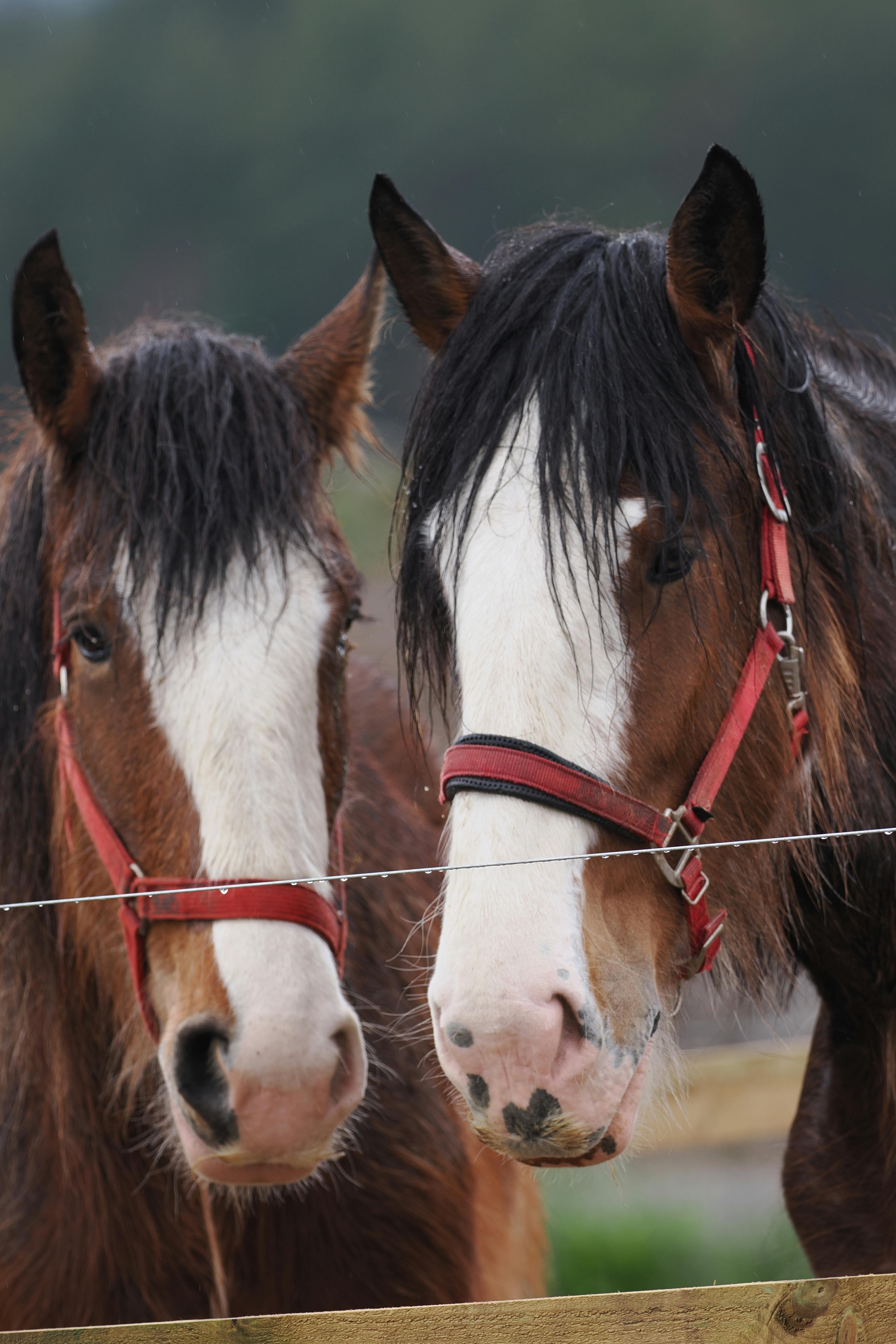 Wood Fence Double Gates Photos, Download The BEST Free Wood Fence ...