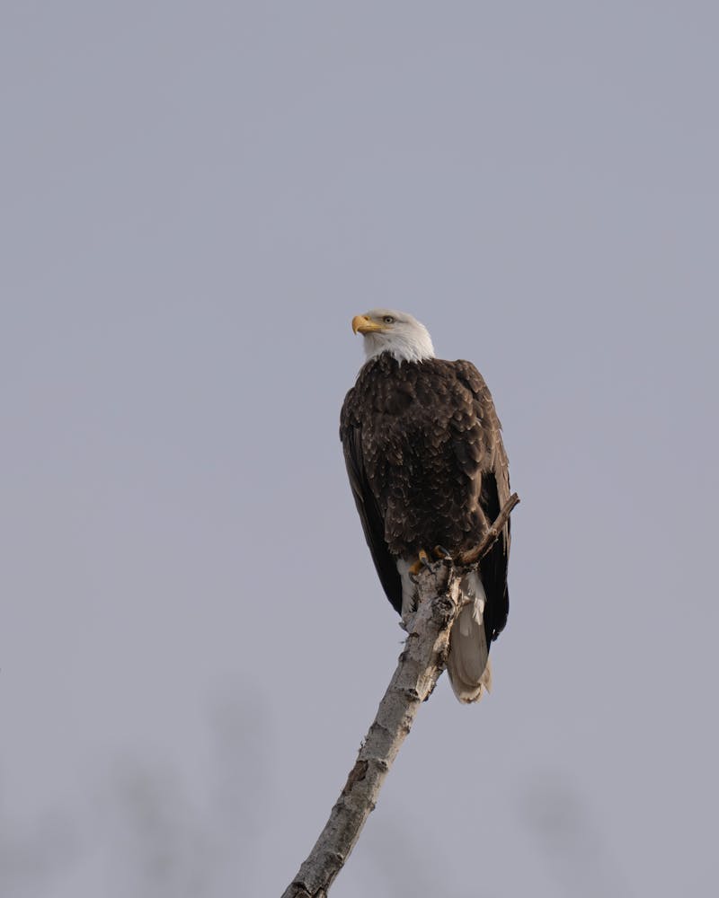 Soaring Eagle Photos, Download The BEST Free Soaring Eagle Stock Photos ...