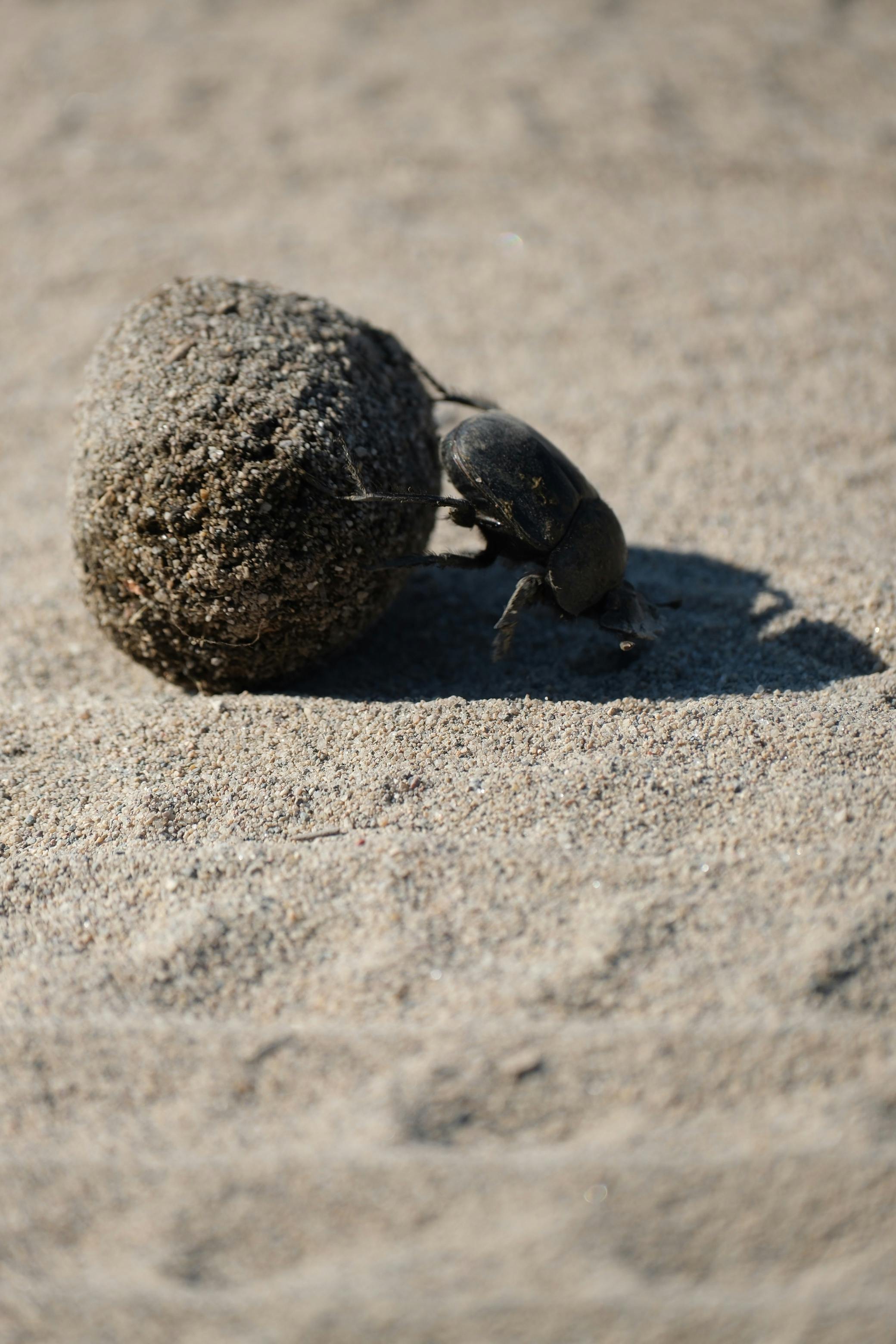 Dung Beetle Rolling Its Ball on Sandy Terrain · Free Stock Photo