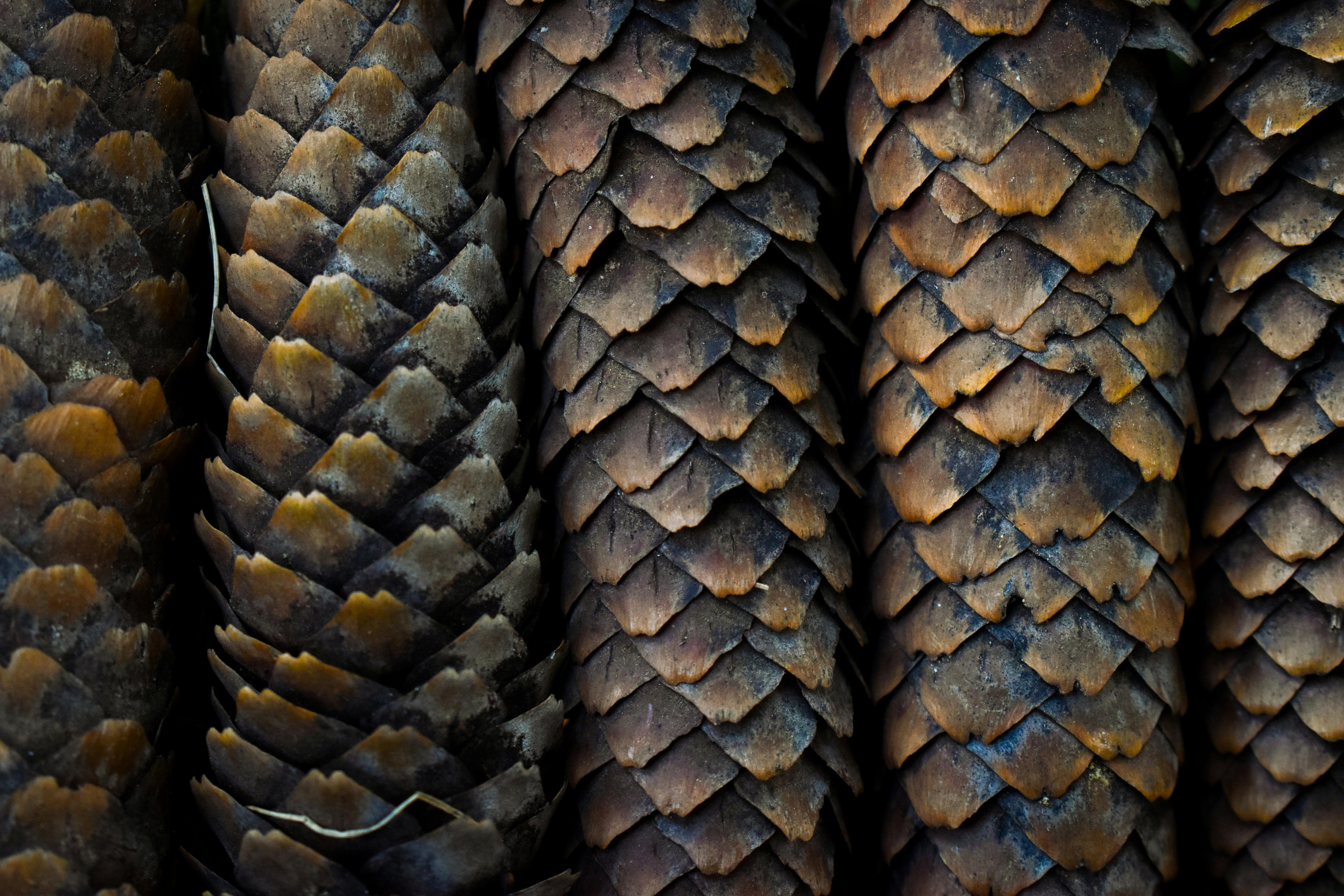 Overlapping Scales Photos, Download The BEST Free Overlapping Scales ...