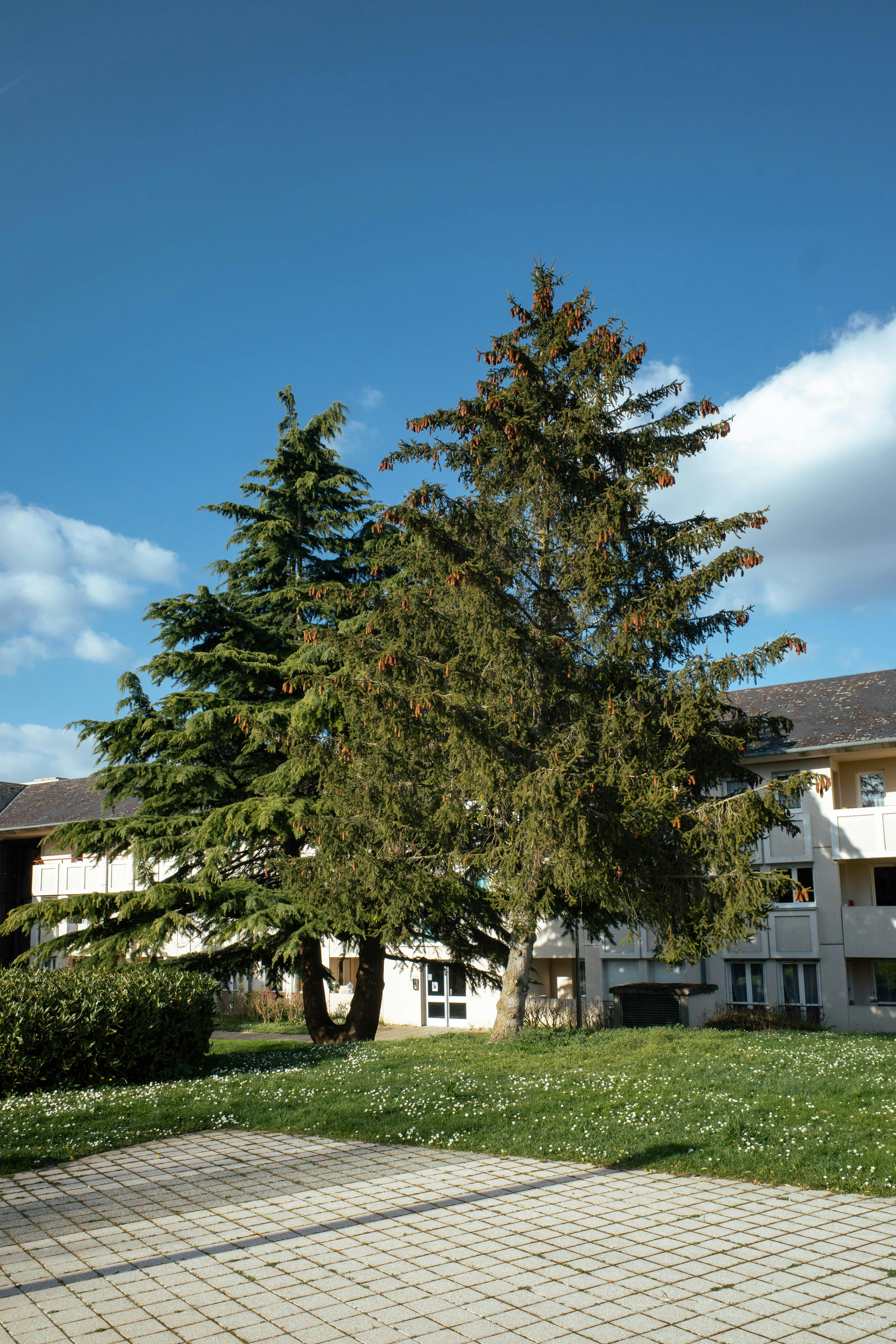 Evergreen Trees in Residential Courtyard · Free Stock Photo