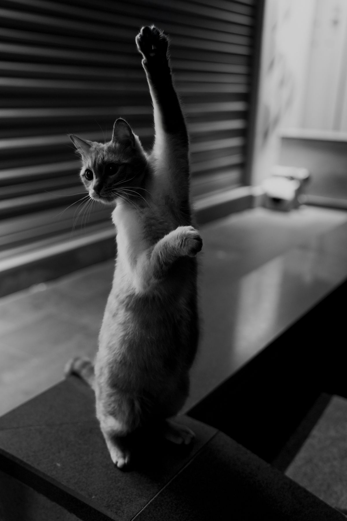 Saluting Cat Photos, Download The BEST Free Saluting Cat Stock Photos ...