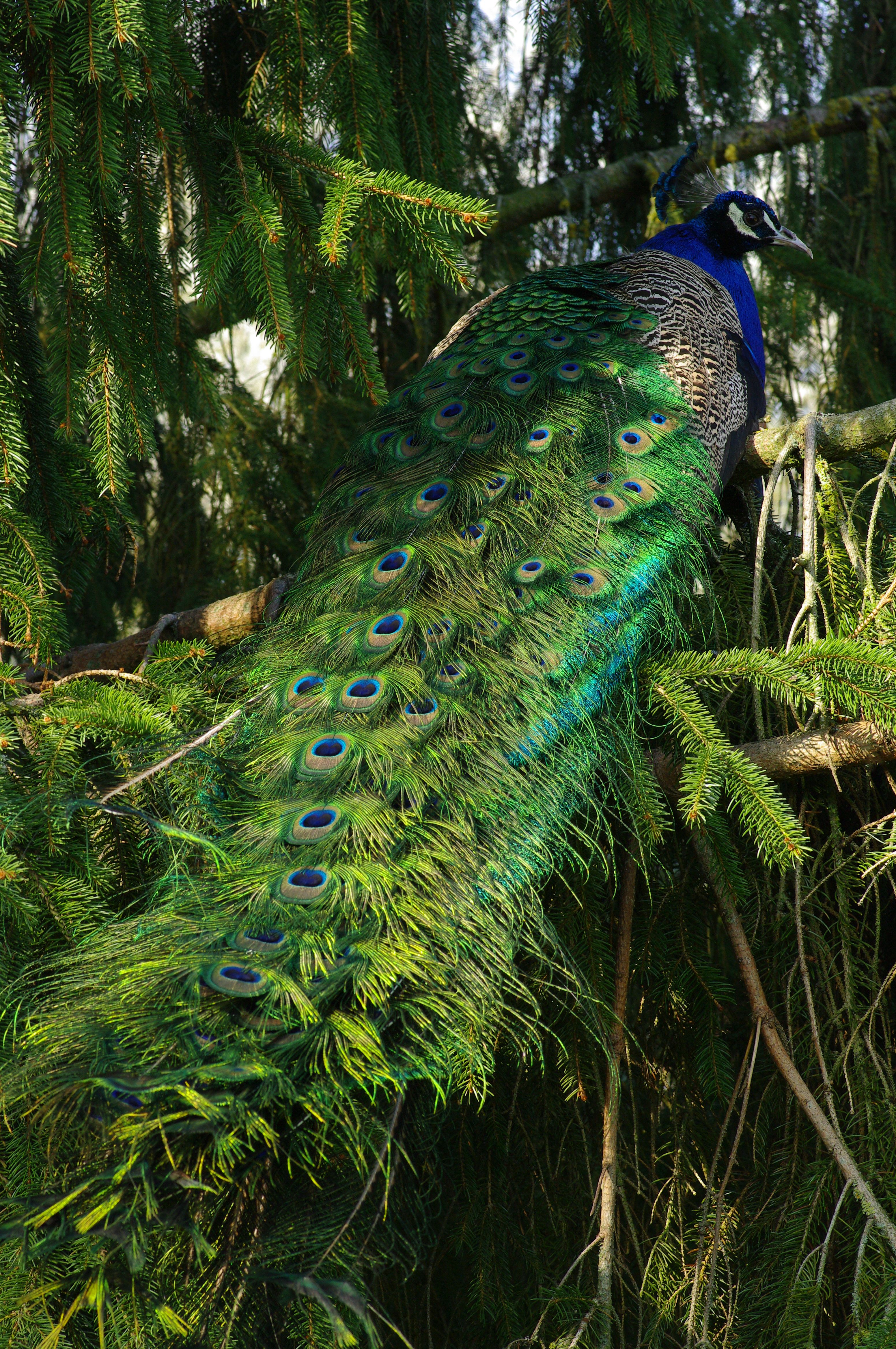 Vibrant Peacock Posing in Natural Habitat · Free Stock Photo