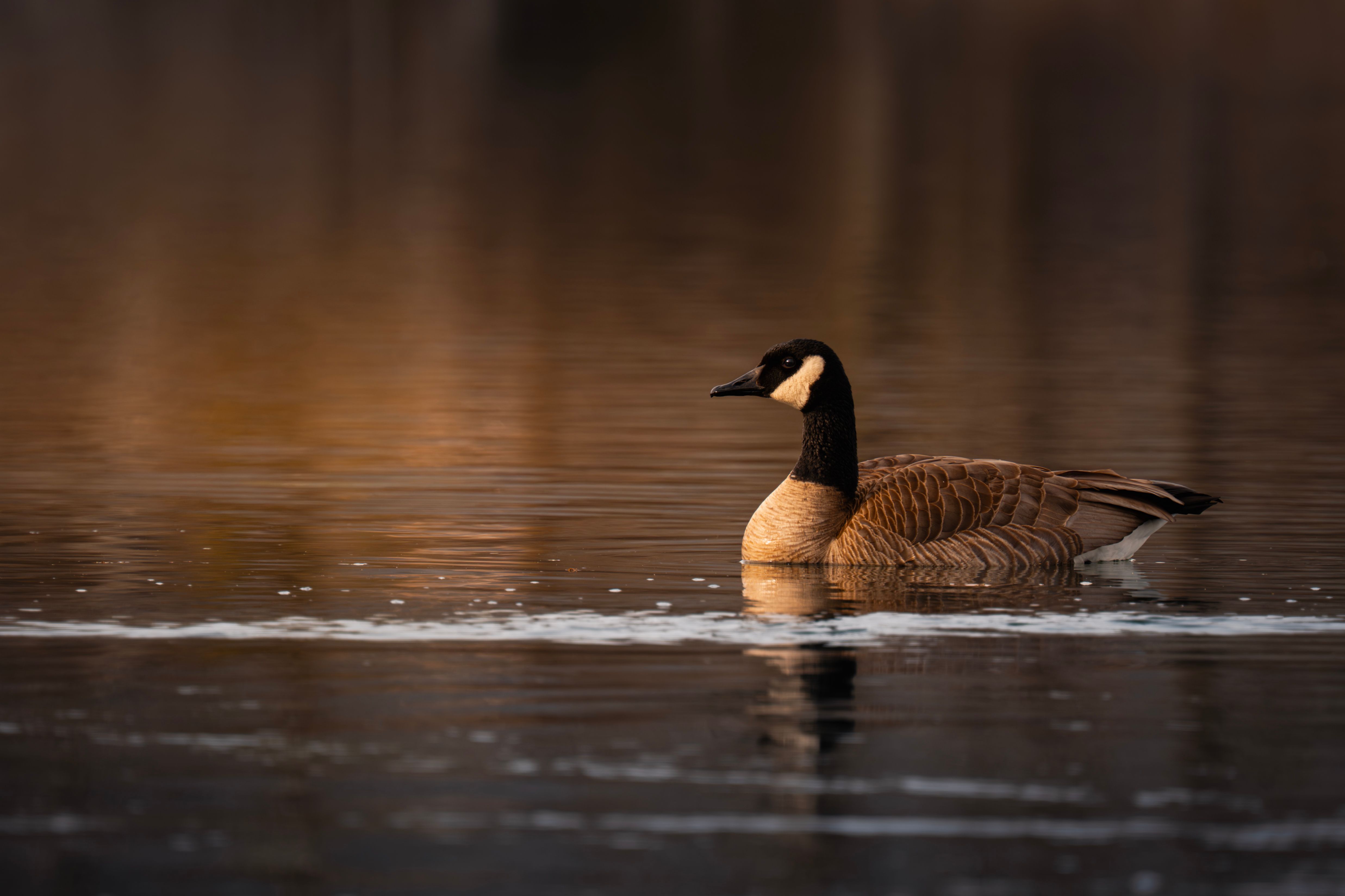 Serene Canadian Goose Swimming at Dawn · Free Stock Photo
