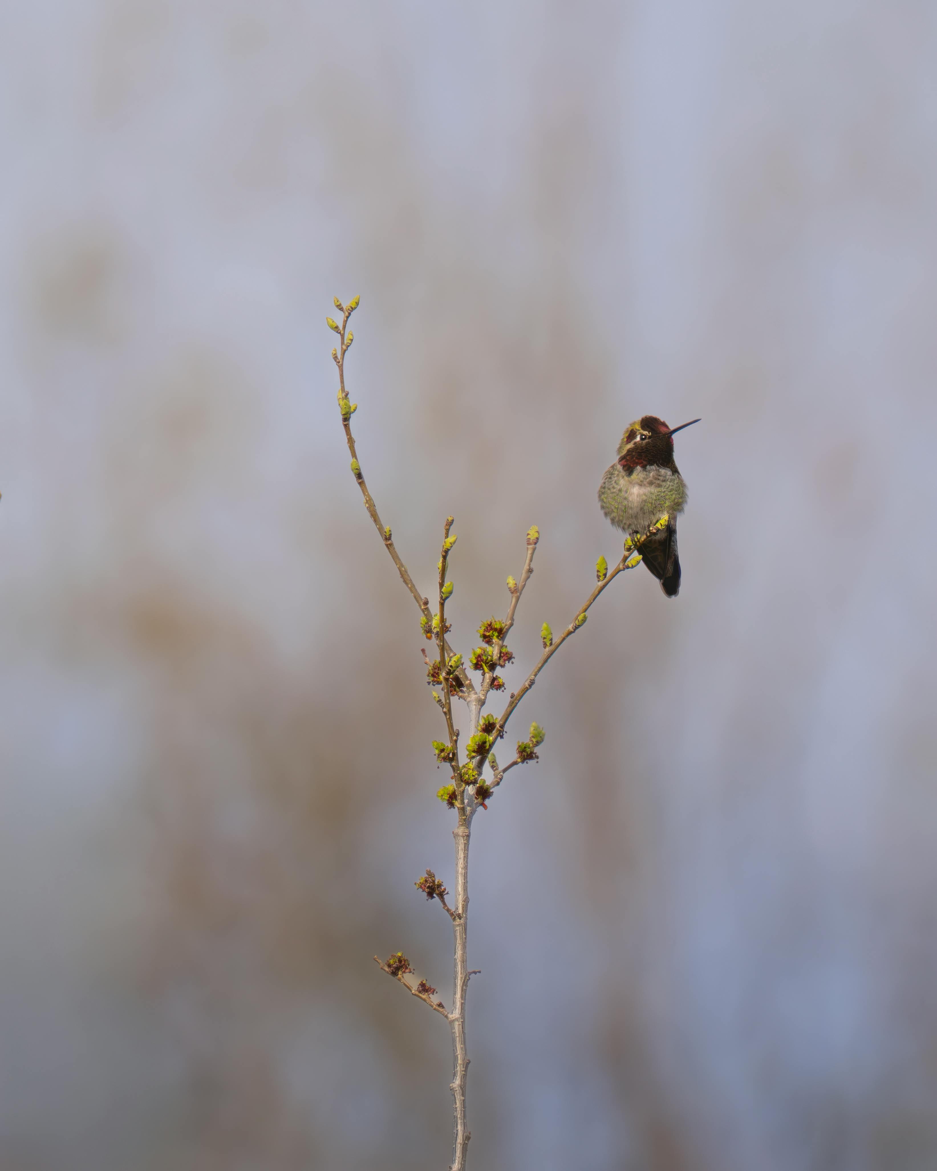 Anna's Hummingbird in Spring Bloom · Free Stock Photo