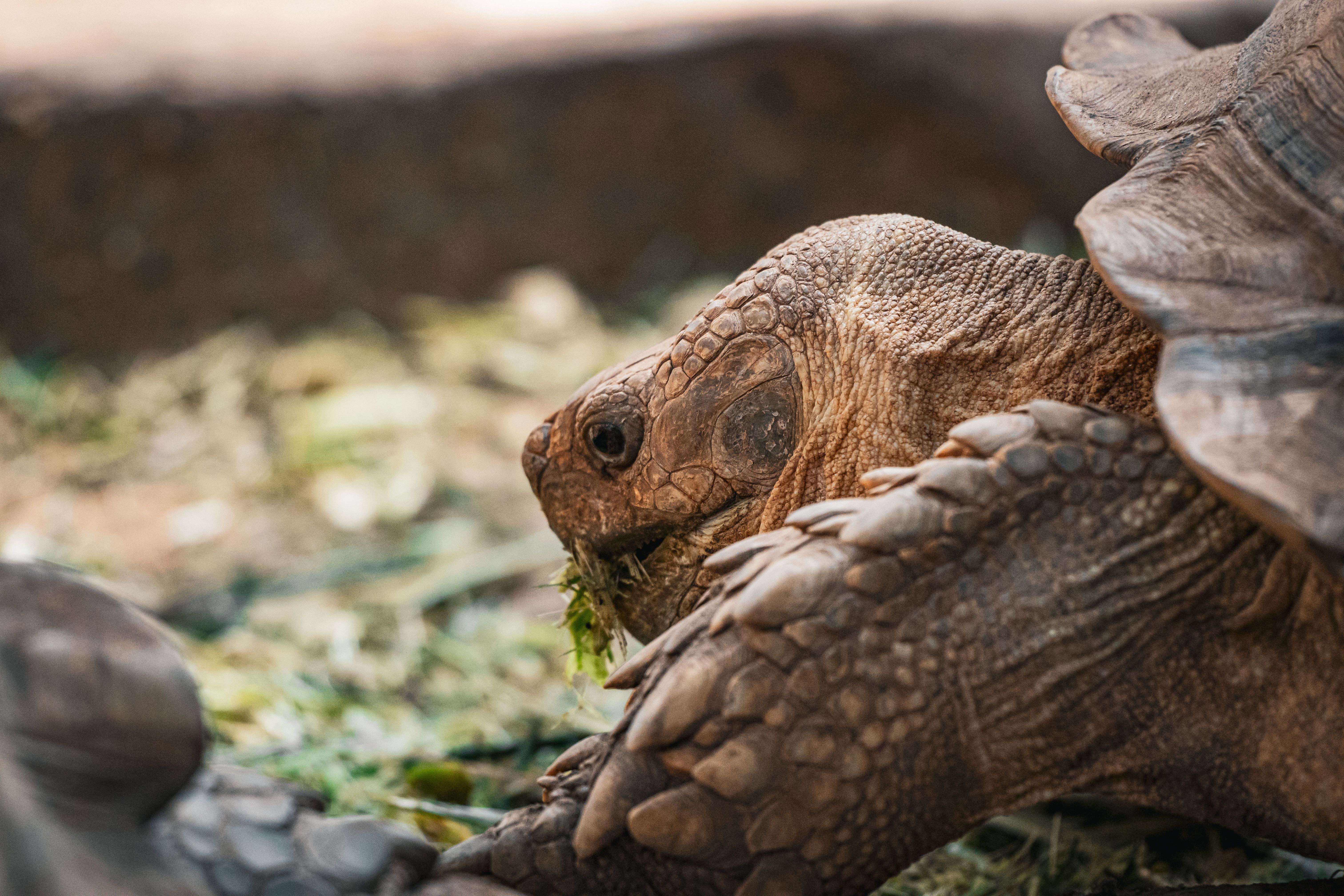Close-up of Giant Tortoise Eating in Thailand · Free Stock Photo