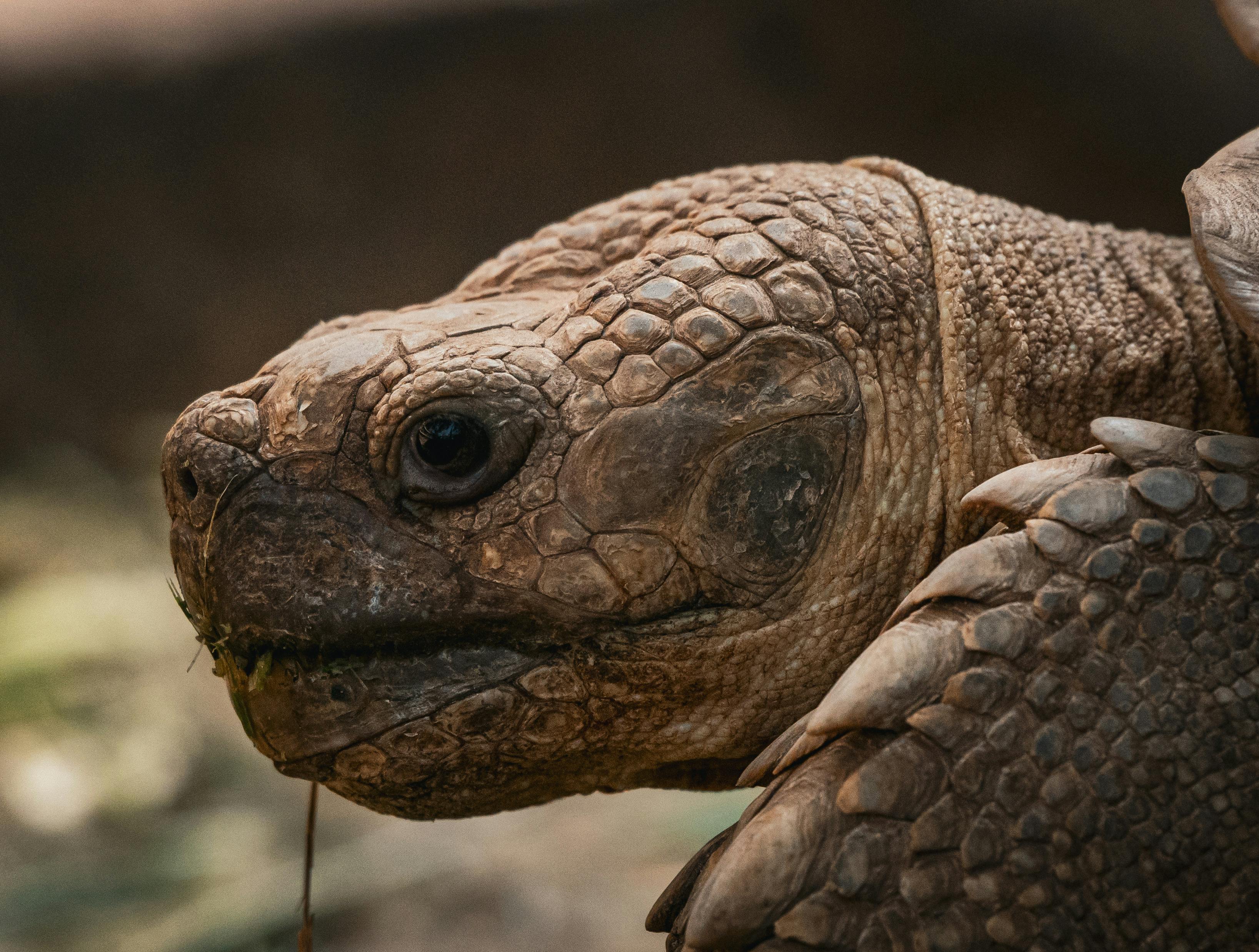 Armor Of God Backgrounds Photos, Download The BEST Free Armor Of God ...