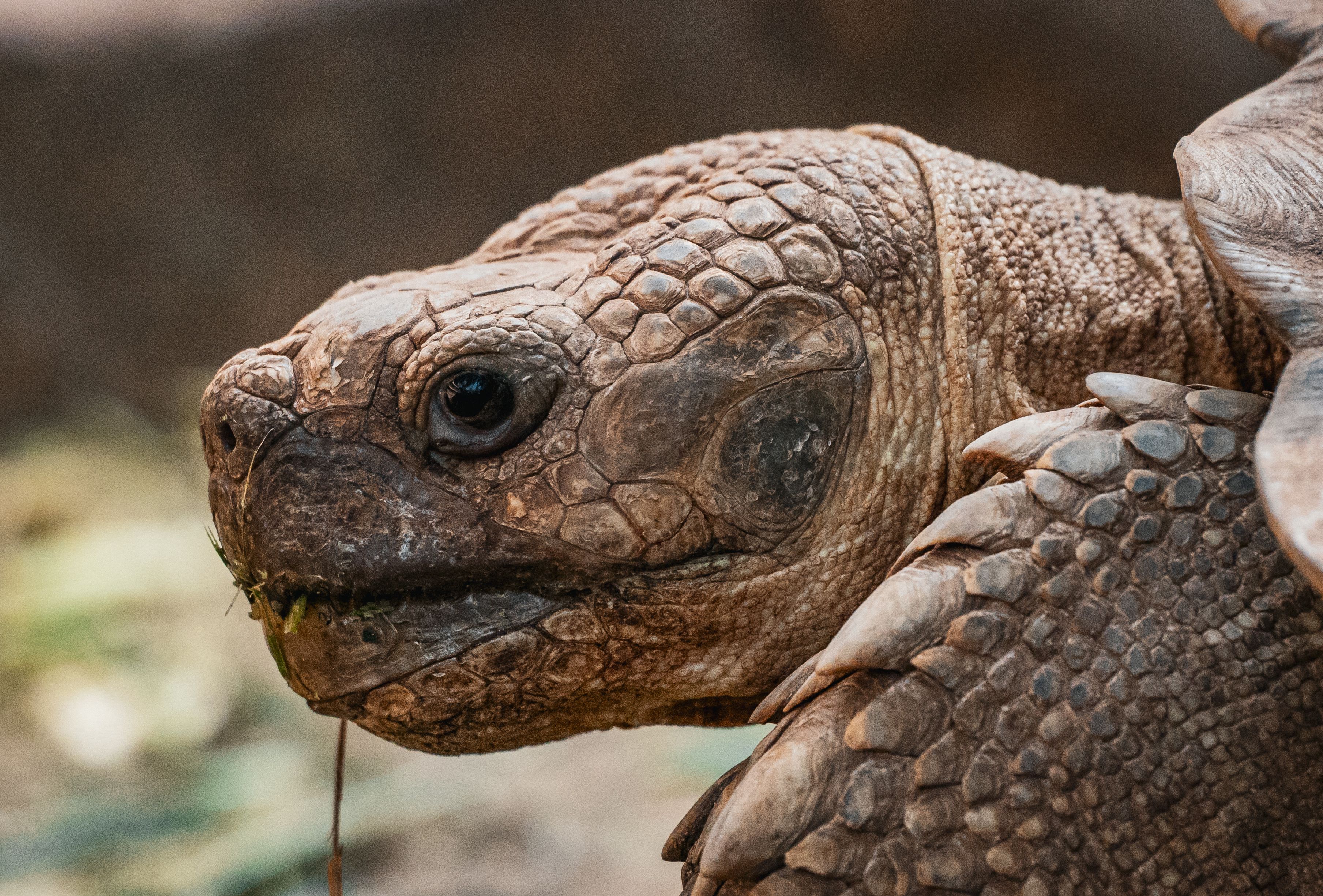 Close-up of Tortoise Head in Natural Habitat · Free Stock Photo