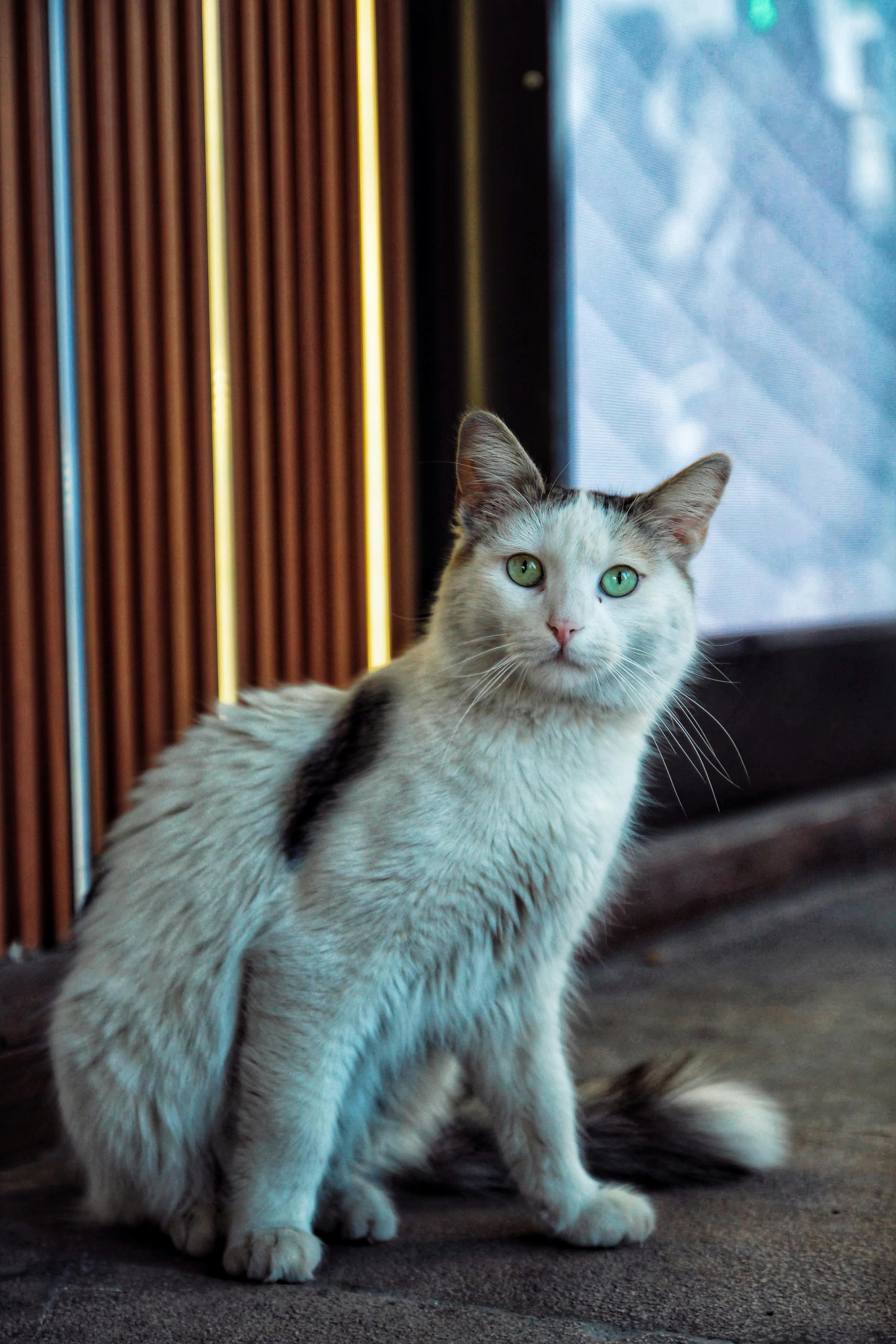 Elegant White Cat with Green Eyes Indoors · Free Stock Photo