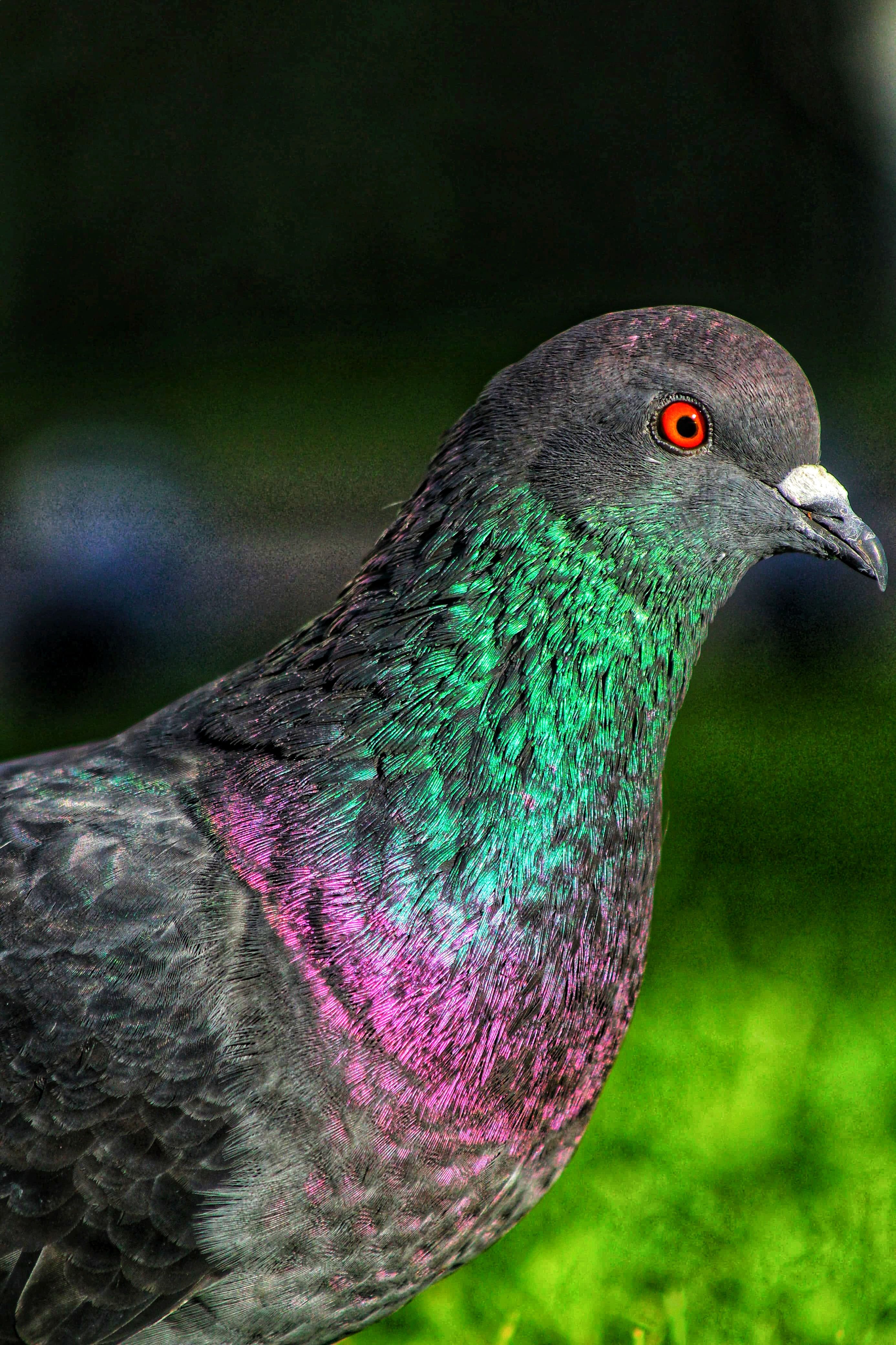 Close-Up of Vibrant Pigeon with Iridescent Feathers · Free Stock Photo