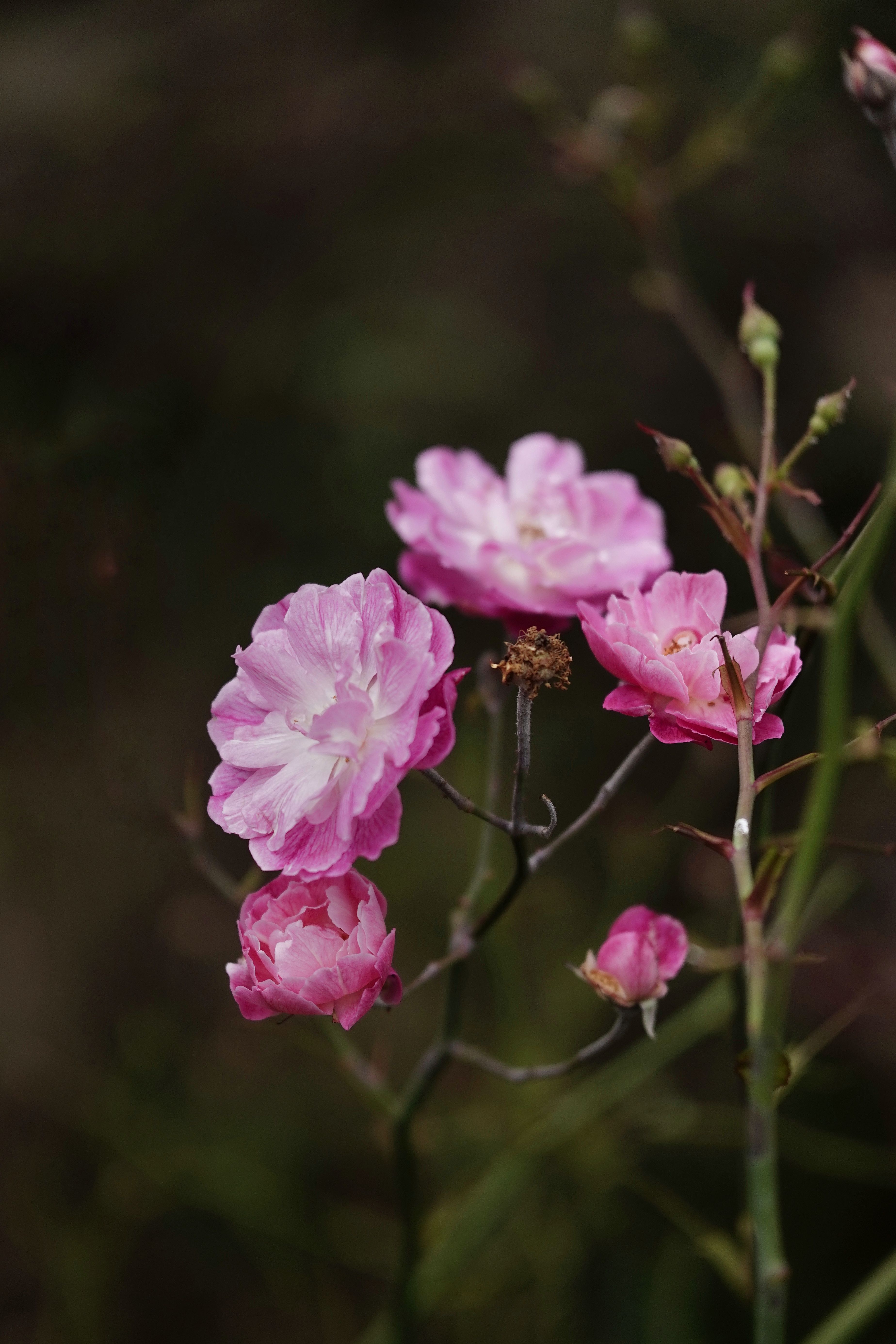 Pink Rose in Bloom · Free Stock Photo