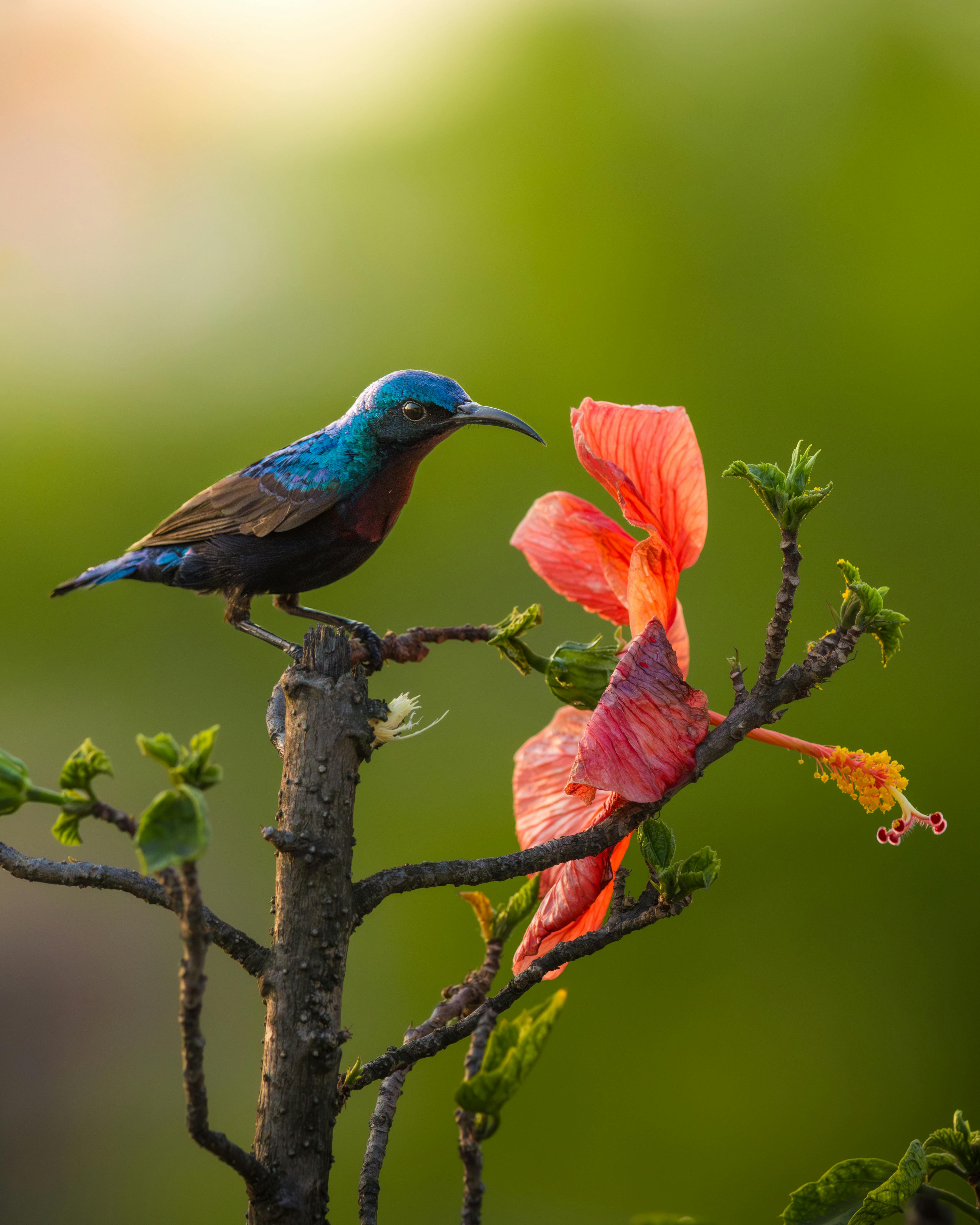 Banhisikha Banerjee - 摄影