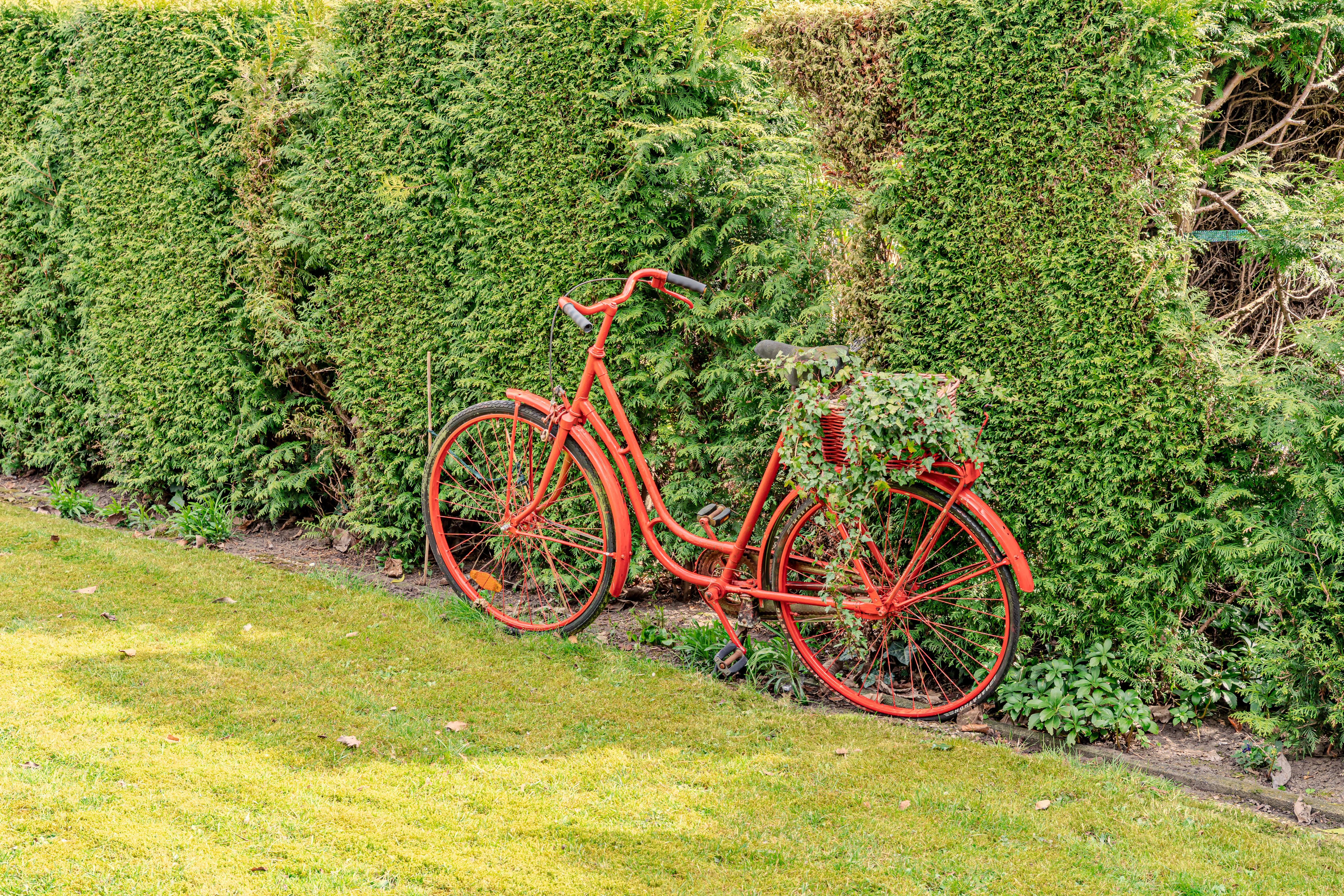 Red Bicycle Against Green Hedge in Garden · Free Stock Photo