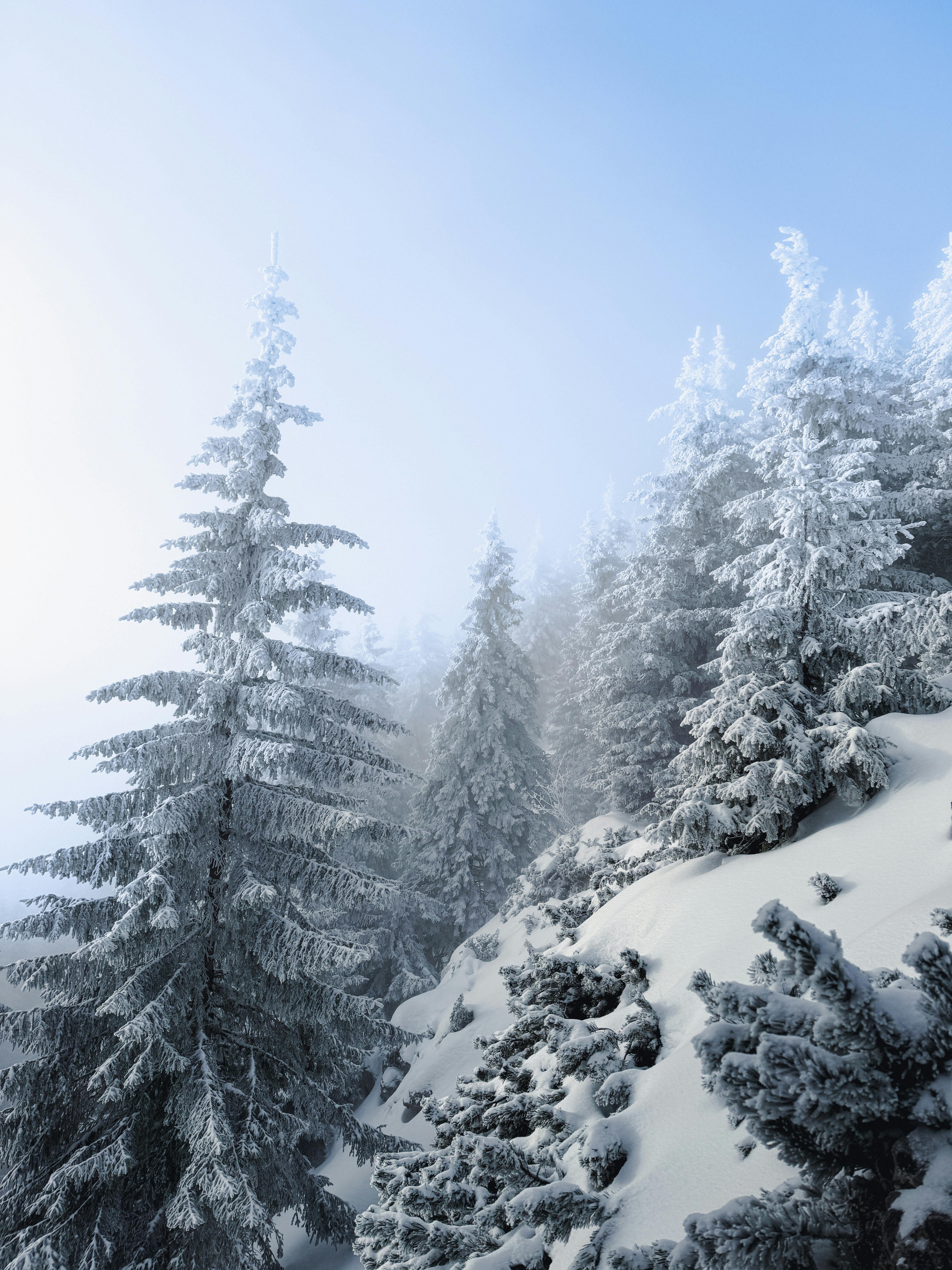 Snowy Alpine Forest Under a Clear Blue Sky · Free Stock Photo
