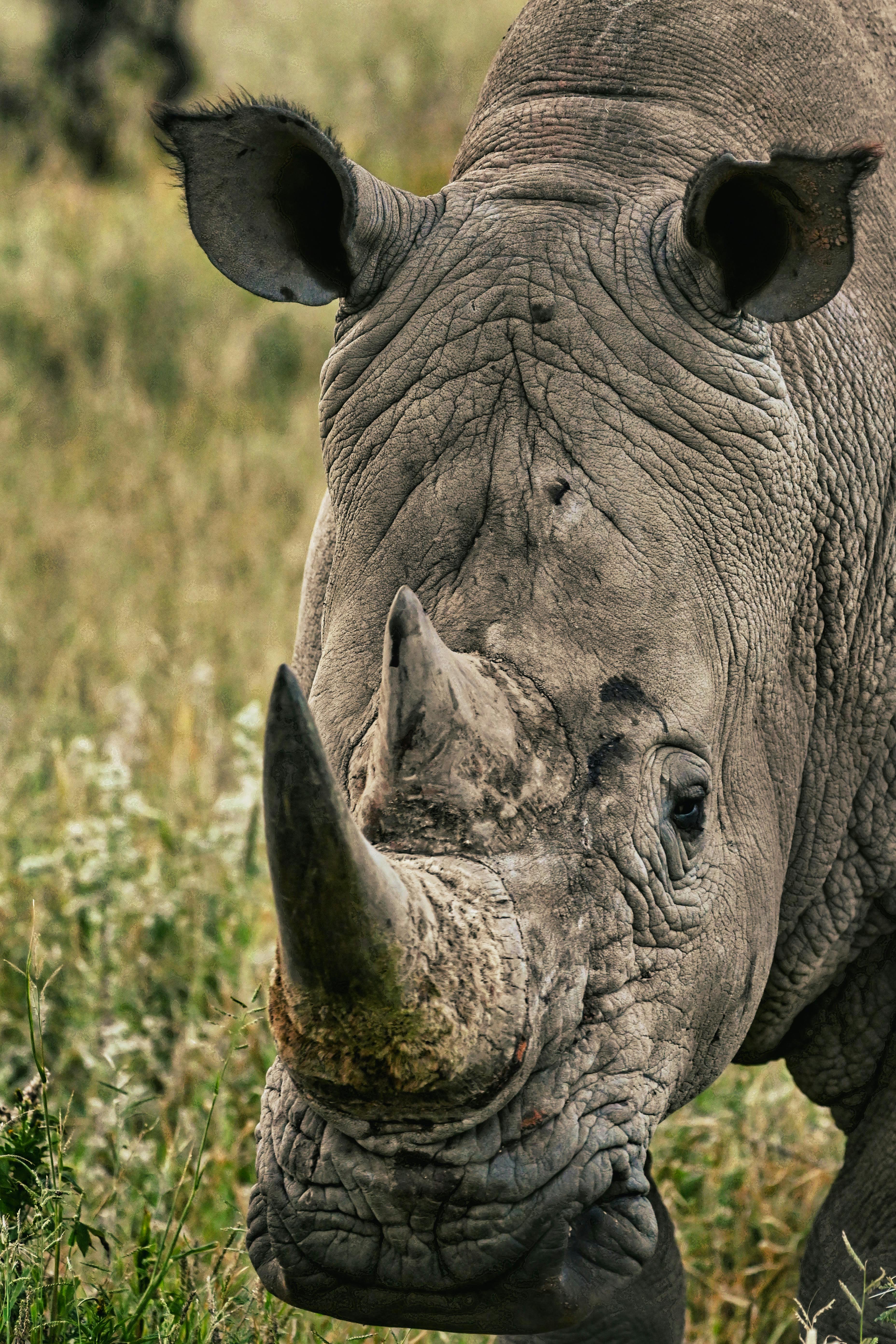 Gray Rhino in Macro Photography · Free Stock Photo