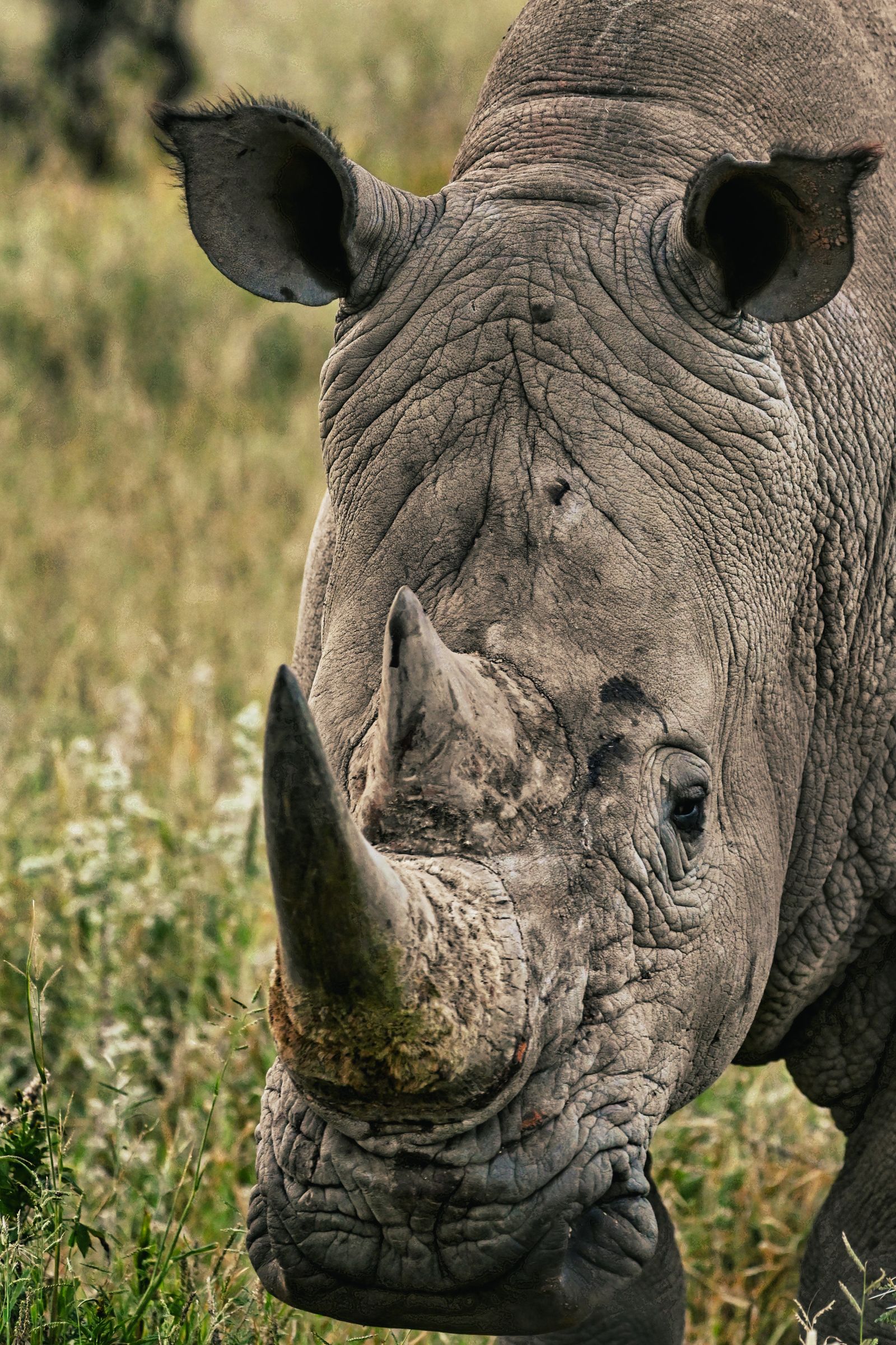 Rhino Photos, Download The BEST Free Rhino Stock Photos & HD Images