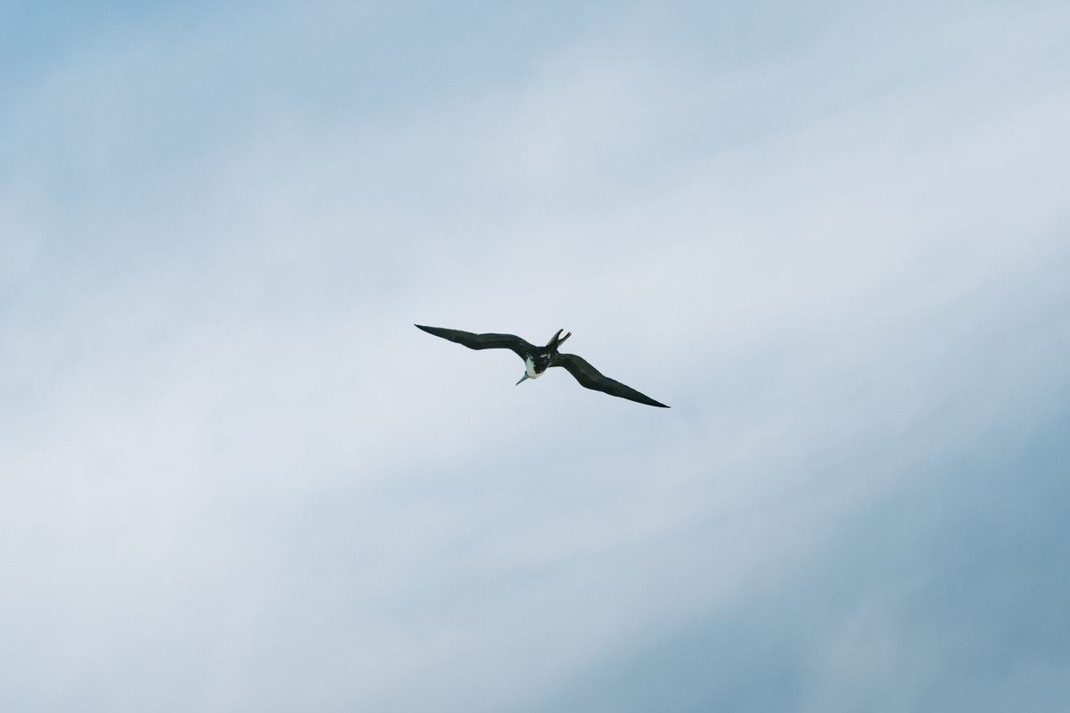 Meet the Magnificent Frigatebird: Tropical King of the Skies