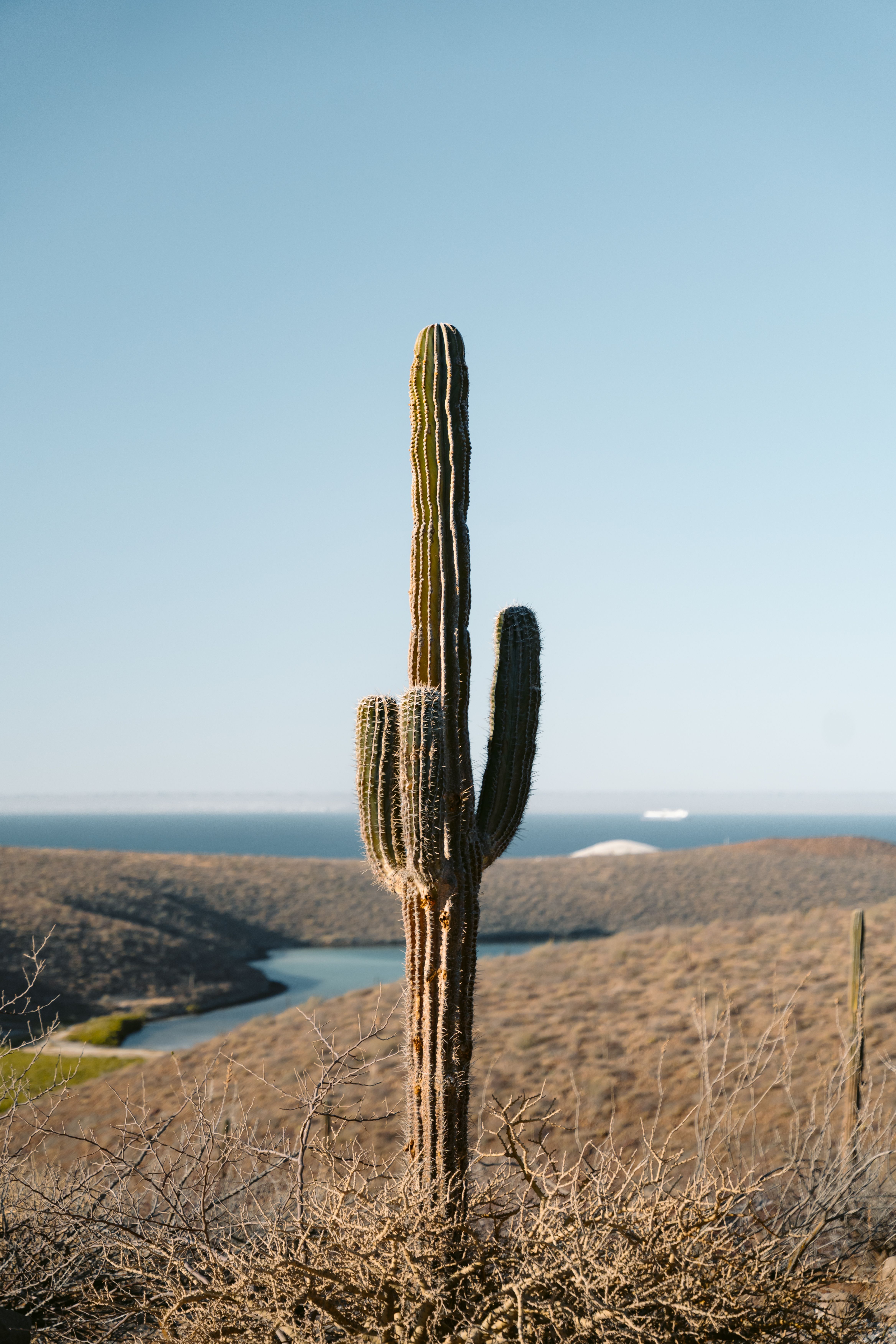 Lone Cactus Overlooking Baja California Coastline · Free Stock Photo