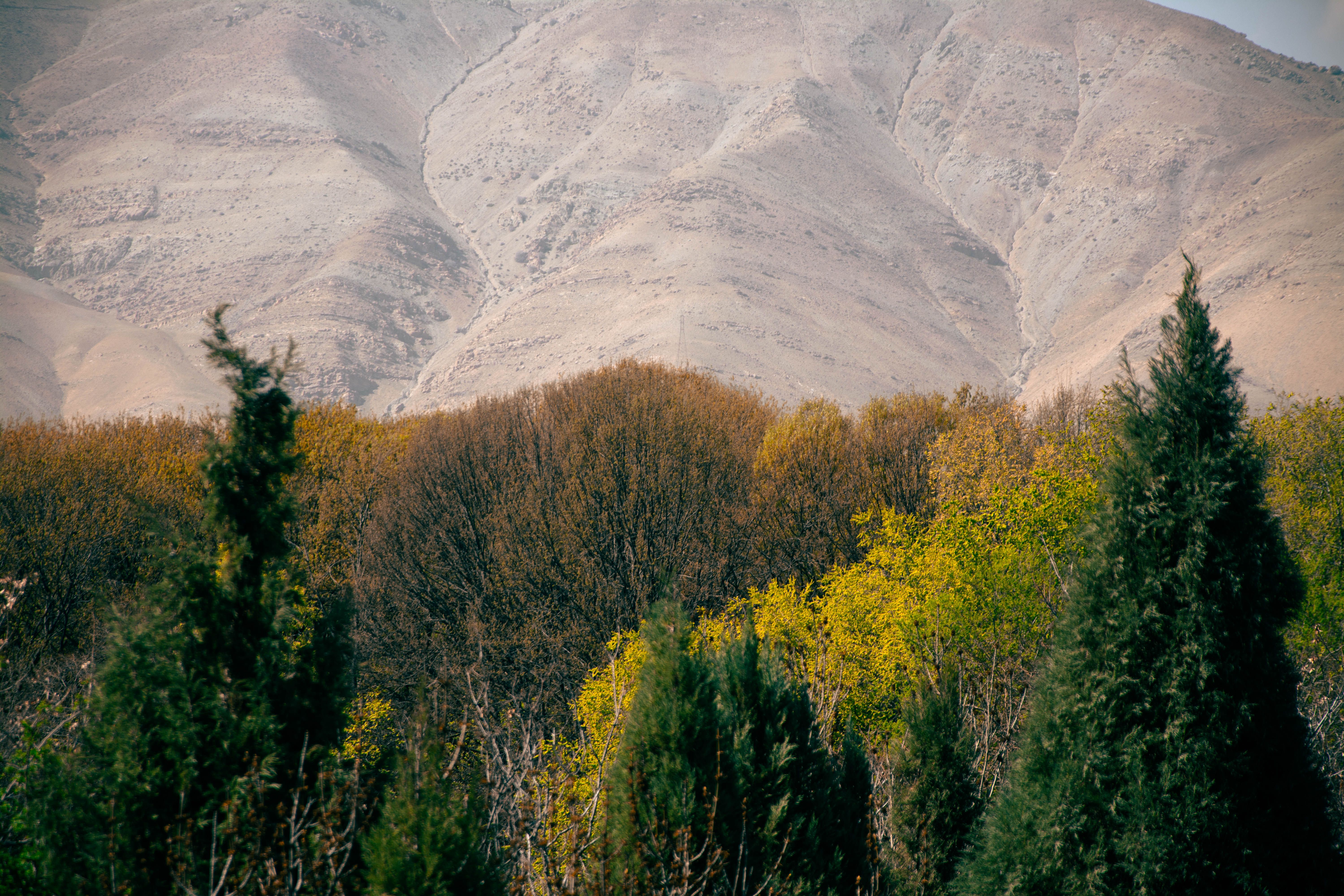 Simbol Iran Photos, Download The BEST Free Simbol Iran Stock Photos ...
