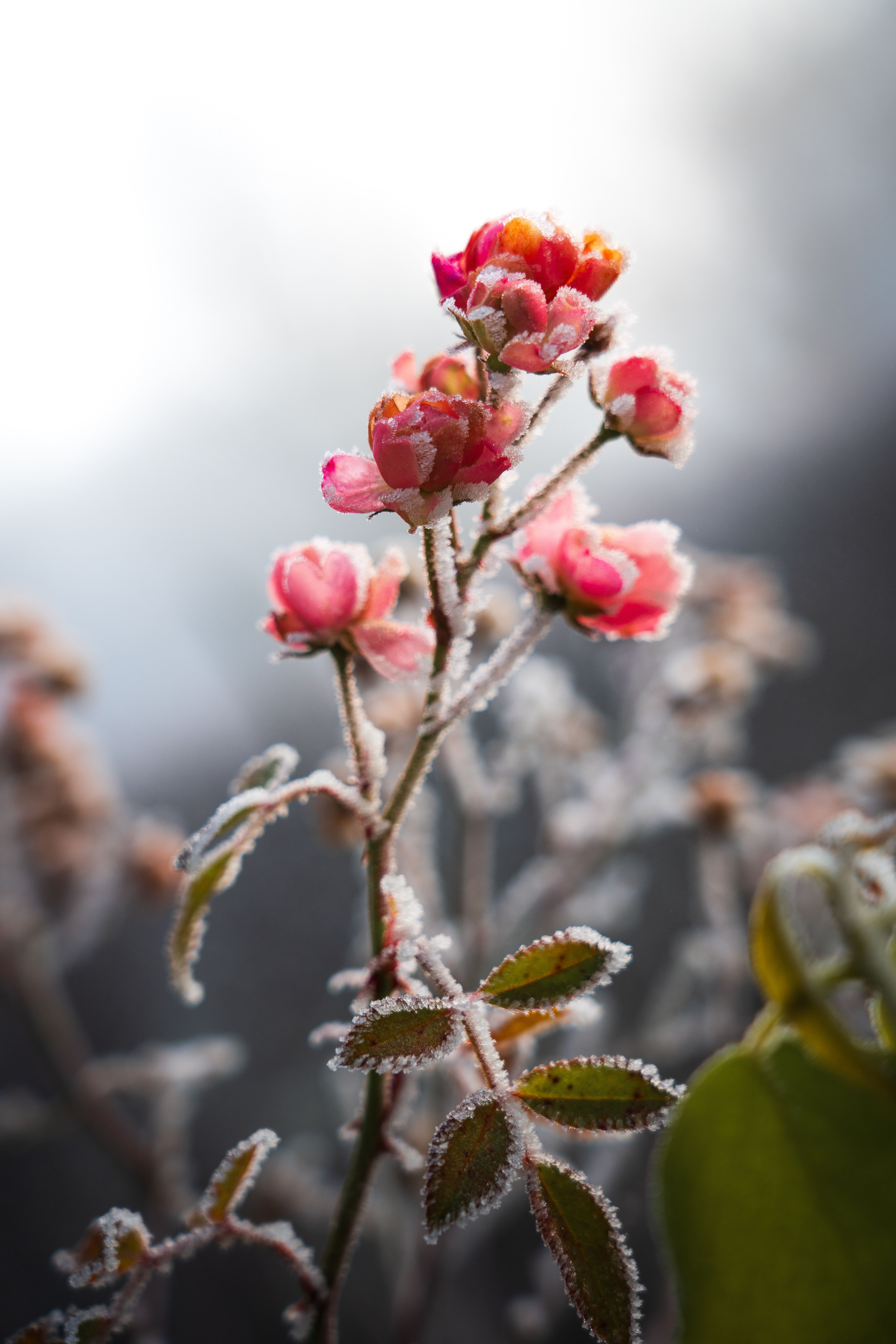 Frost-Covered Pink Roses in Winter · Free Stock Photo