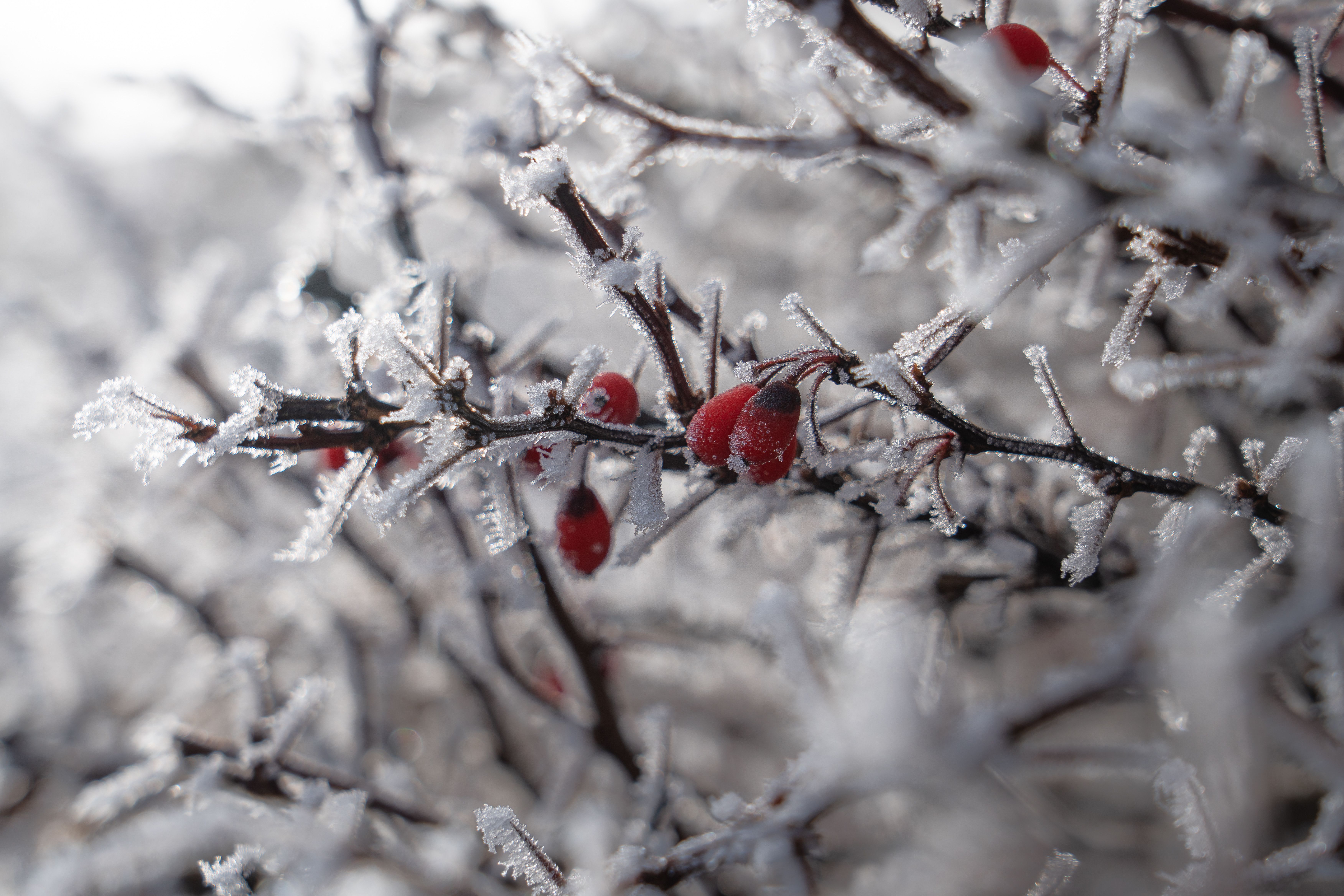 Frosted Berries Photos, Download The BEST Free Frosted Berries Stock ...