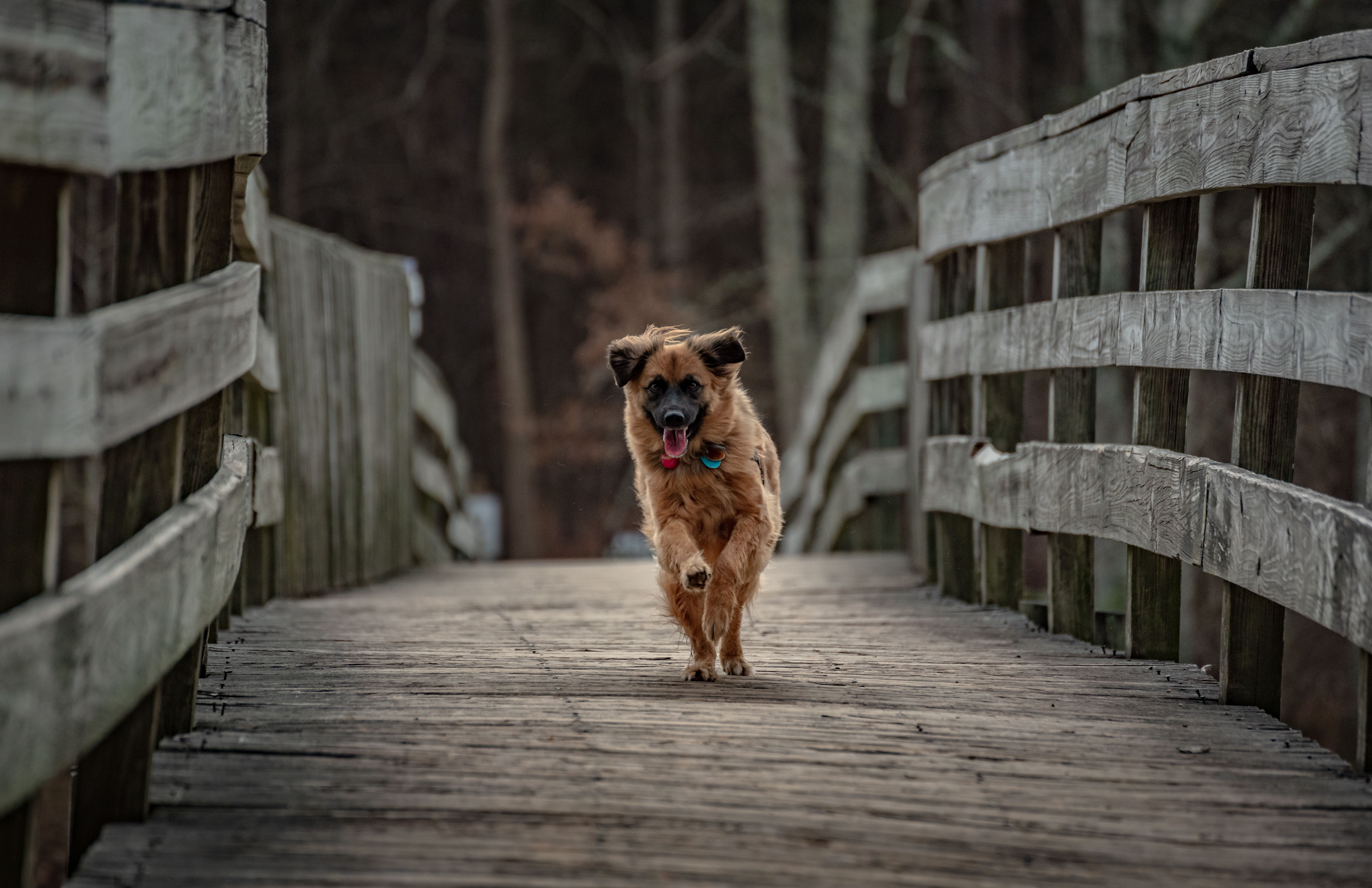 Dog Running on Wooden Bridge in Winder, Georgia · Free Stock Photo