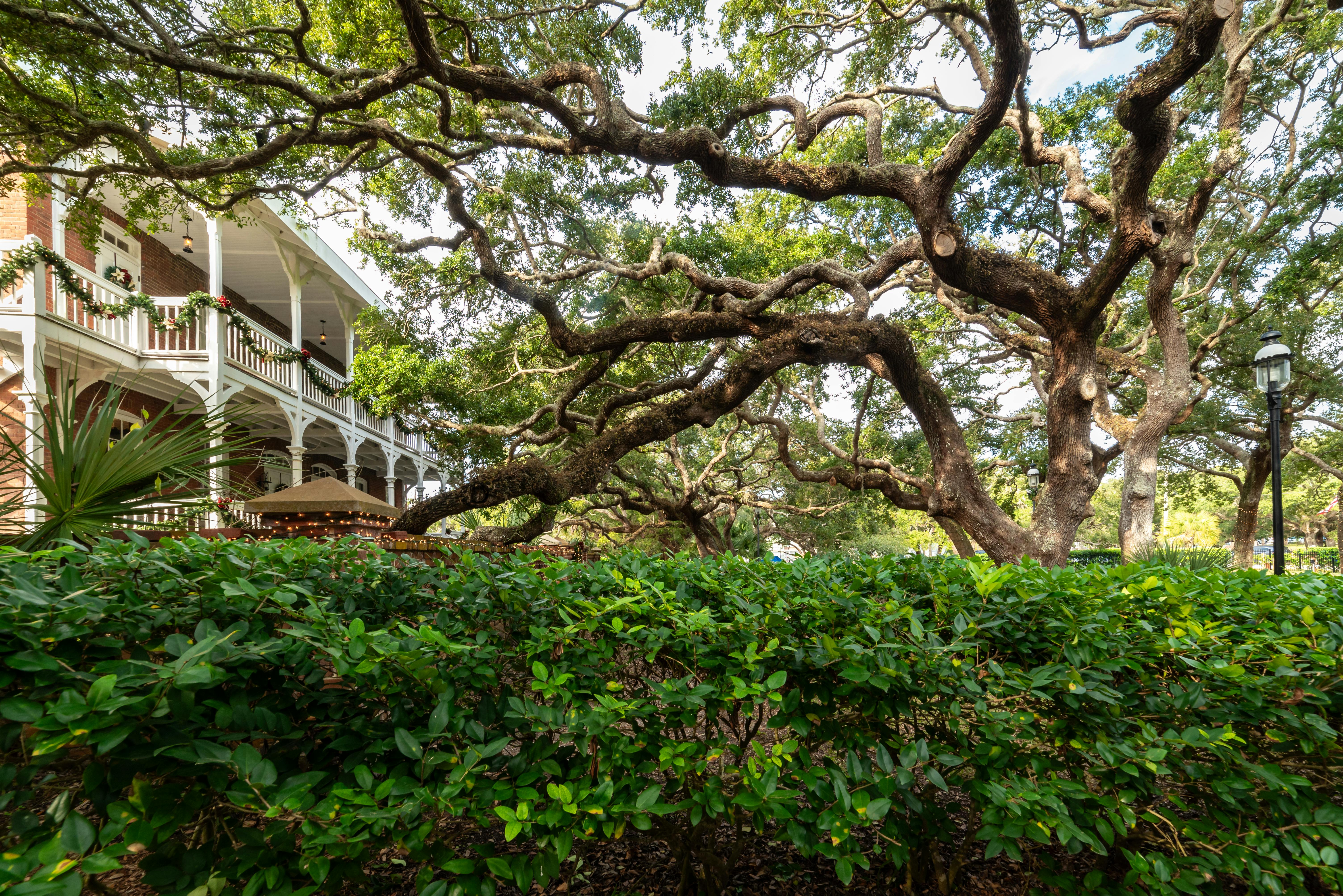 Historic Oak Trees and Classic Architecture in St. Augustine · Free ...