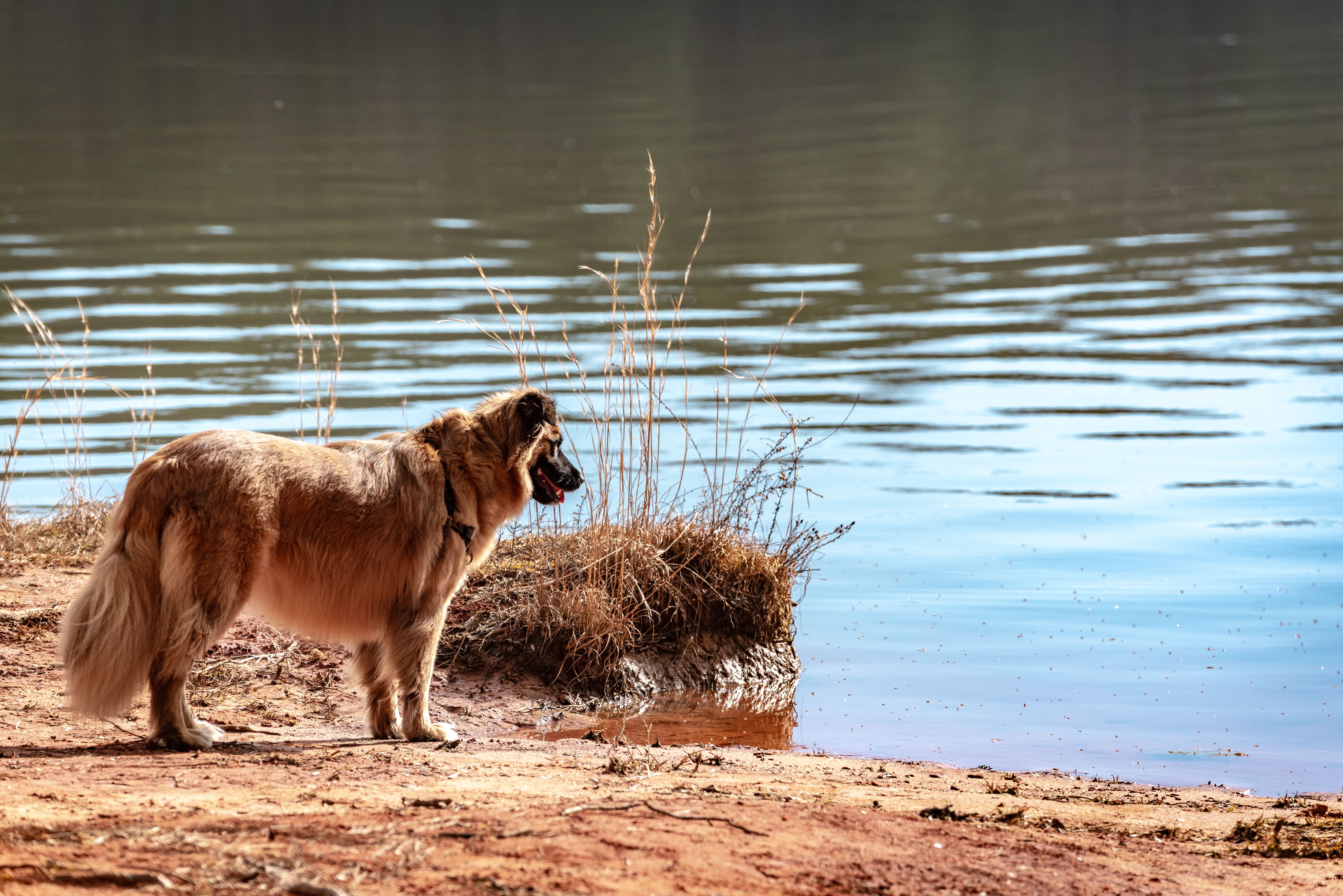 Dog by Lake in Winder, Georgia · Free Stock Photo