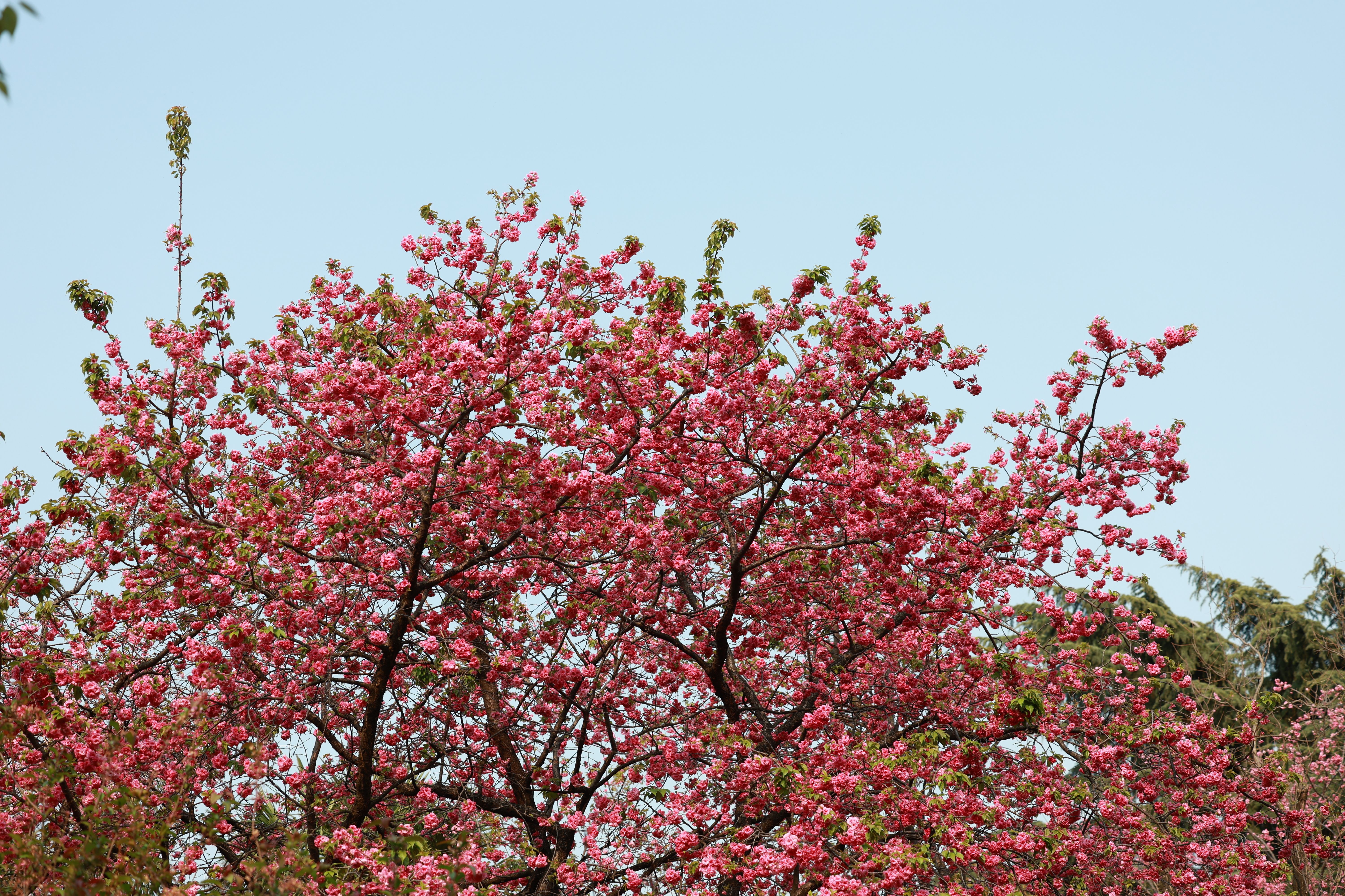 Beautiful Blossom of Cherry Tree in Spring · Free Stock Photo