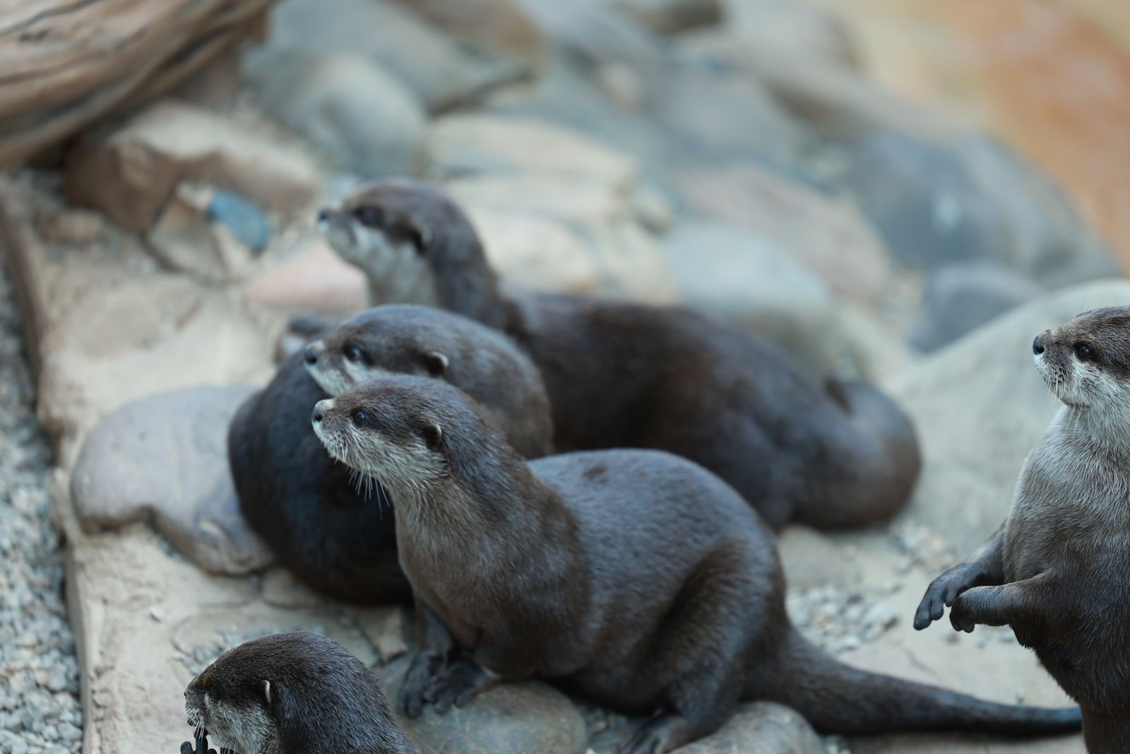 Cute Otter Photos, Download The BEST Free Cute Otter Stock Photos & HD ...