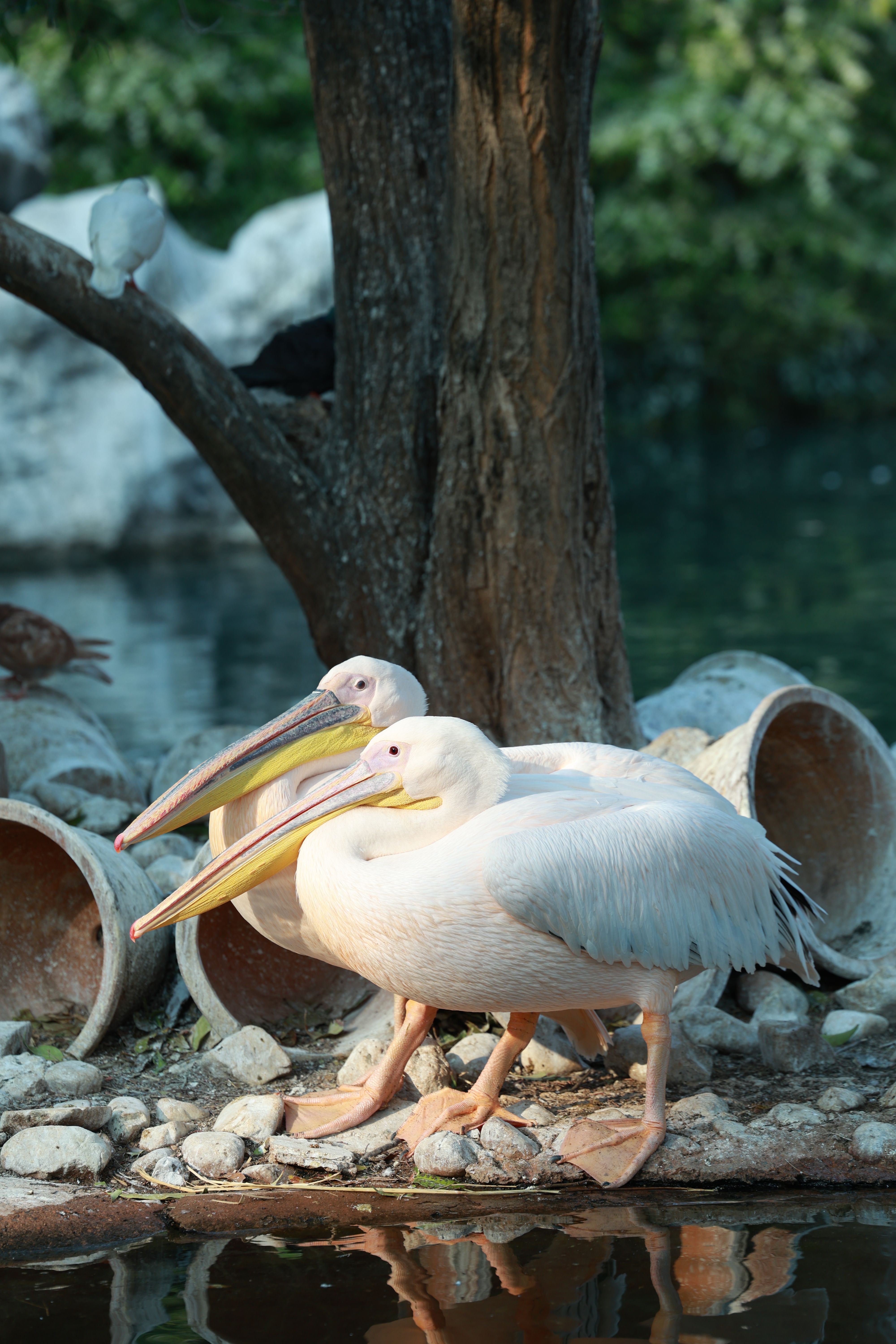 Zoo Lake Photos, Download The BEST Free Zoo Lake Stock Photos & HD Images
