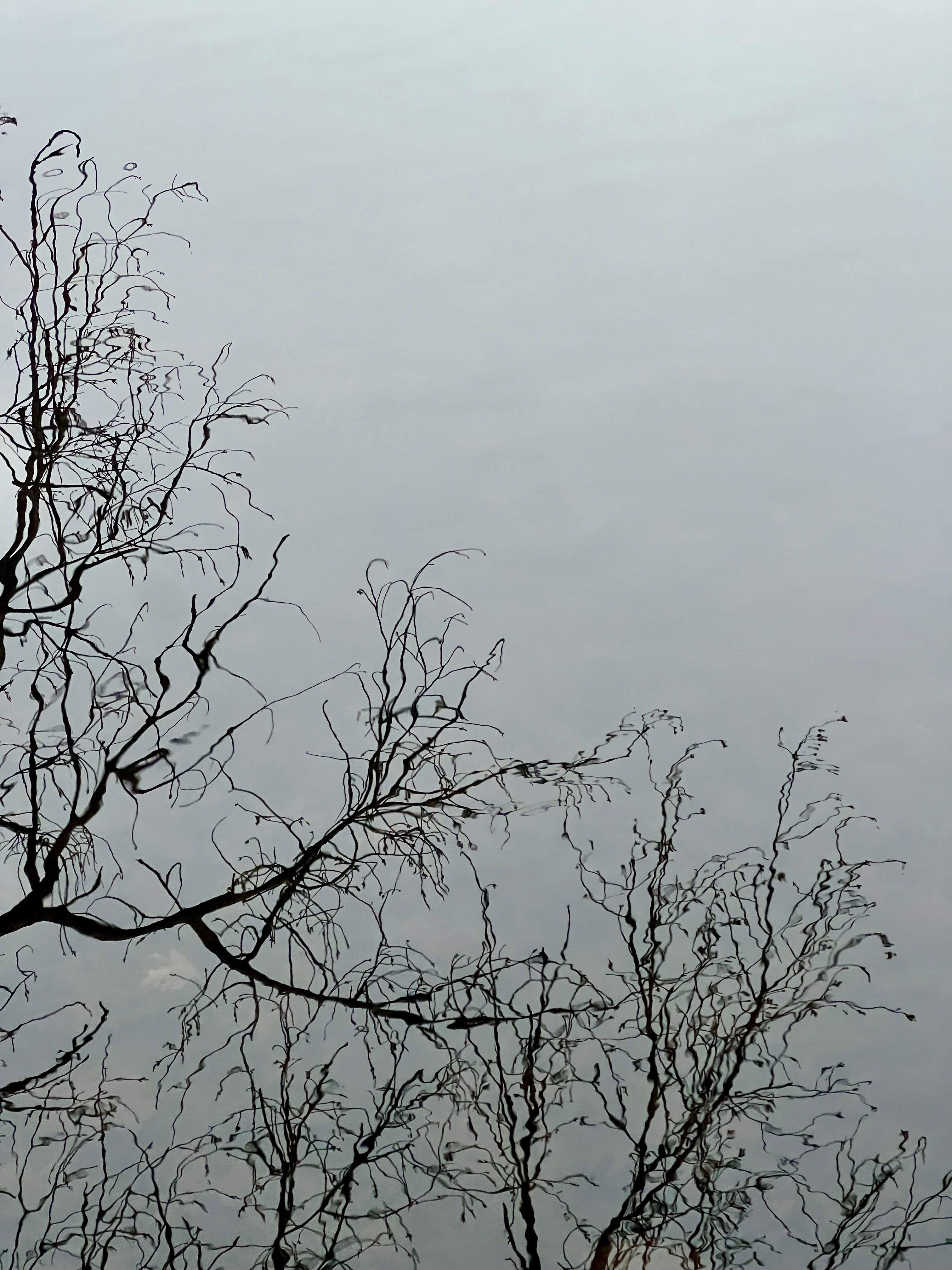 Reflective Tree Branches on Calm Water Surface · Free Stock Photo