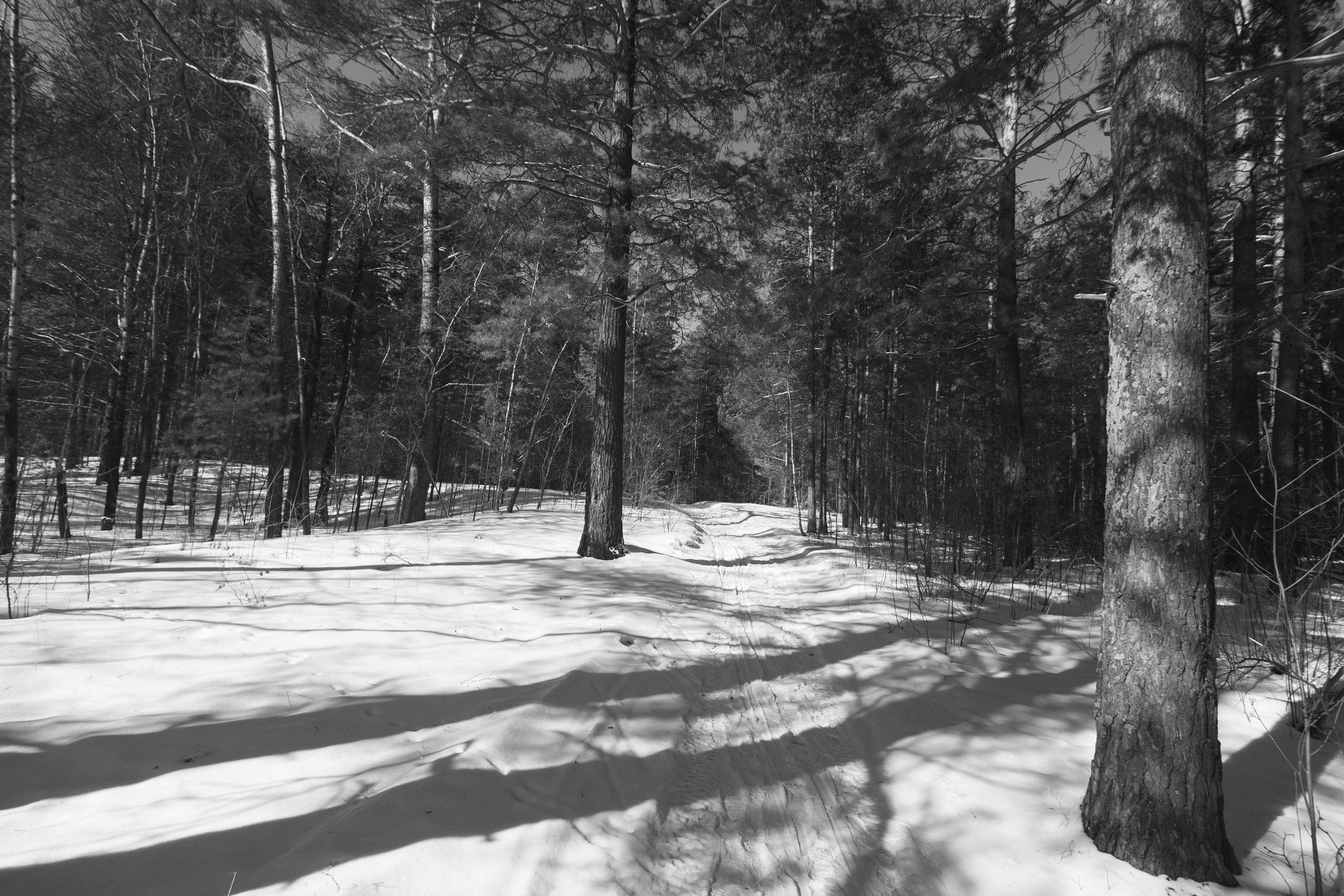 Peaceful Snowy Woodland Path in Winter · Free Stock Photo