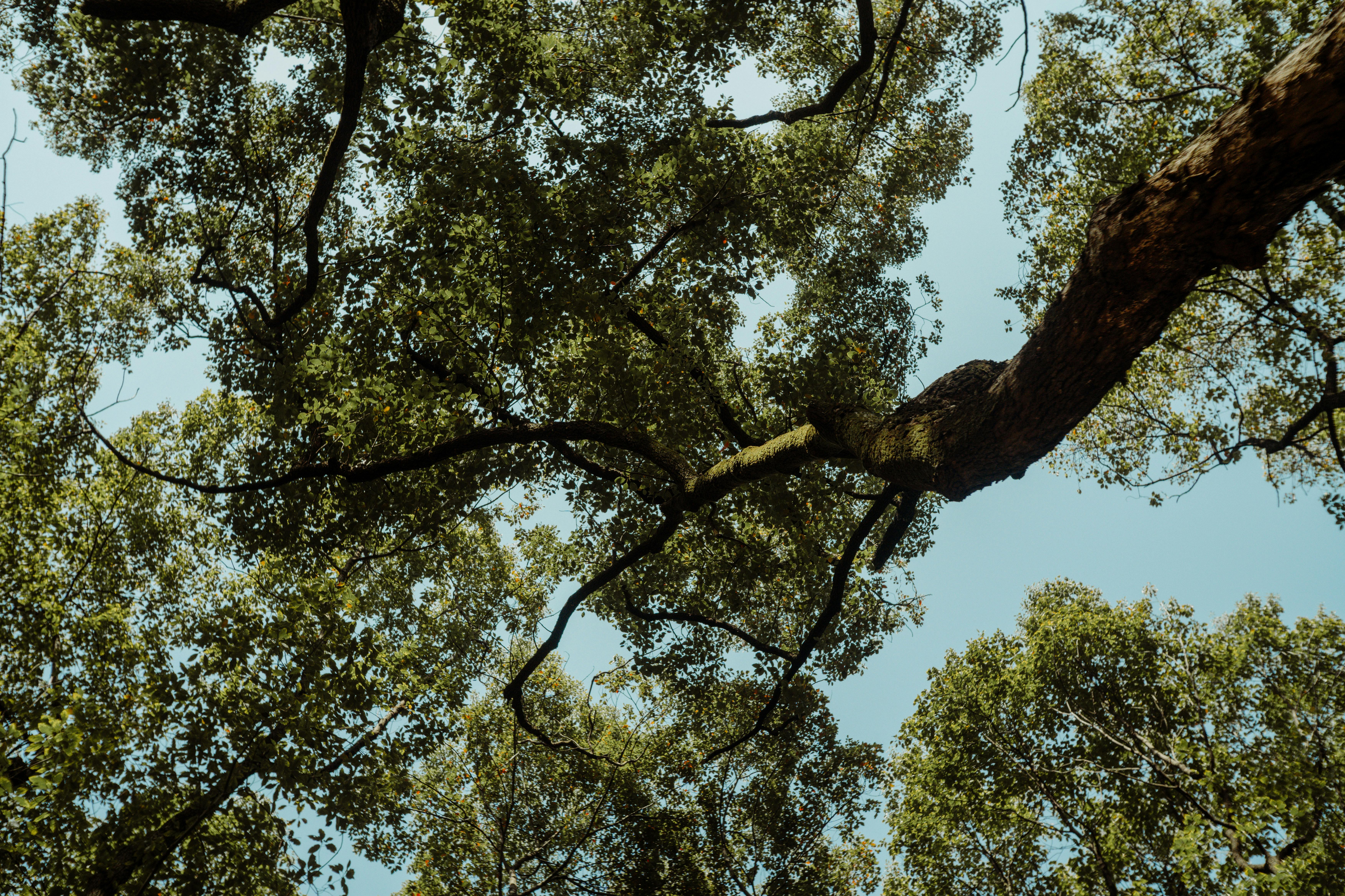 Majestic Oak Tree Canopy in Summer Light · Free Stock Photo