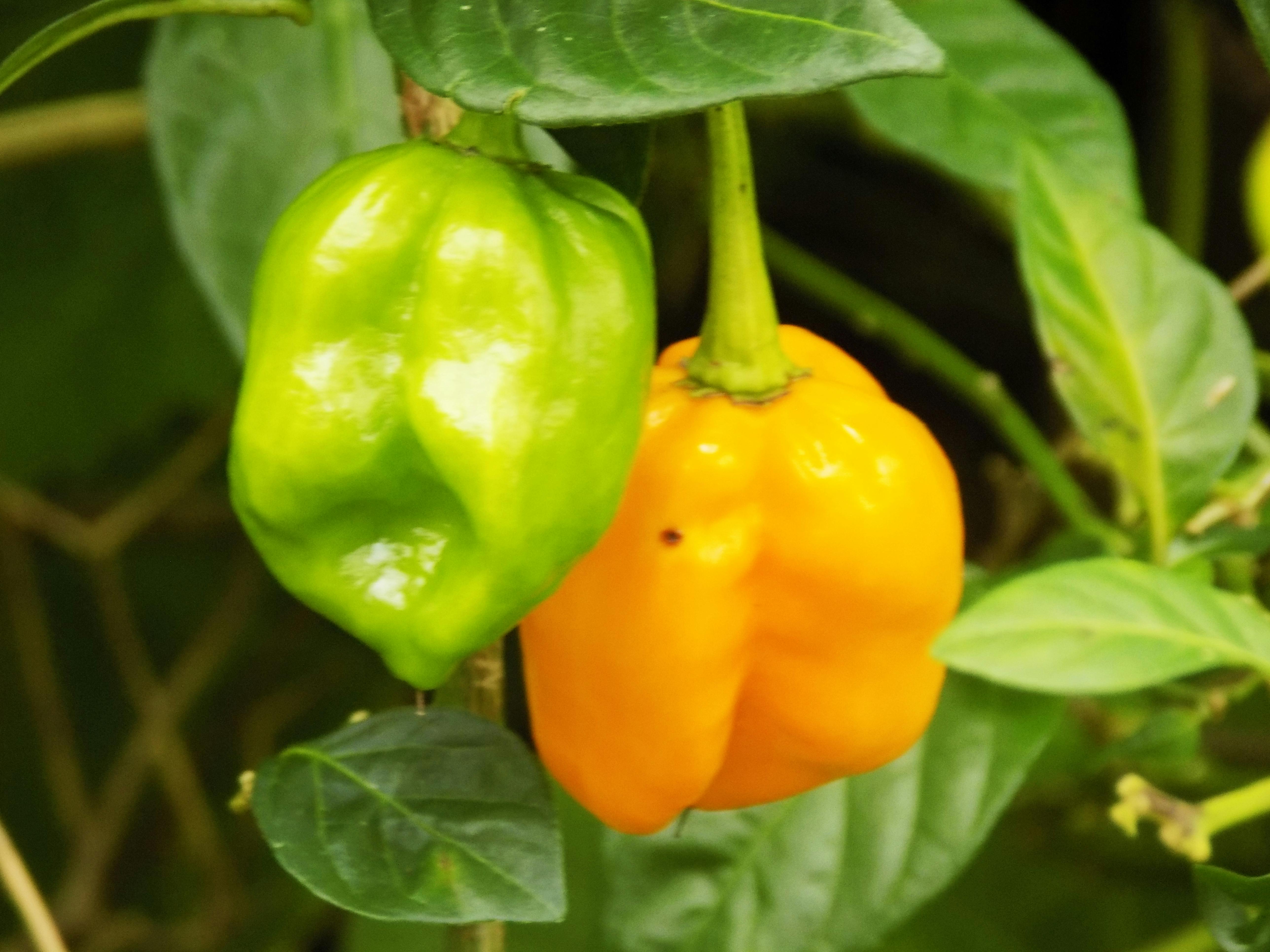 Piment du Cameroun -pepper from Cameroon-mboapictures 7 Photos & Videos ...