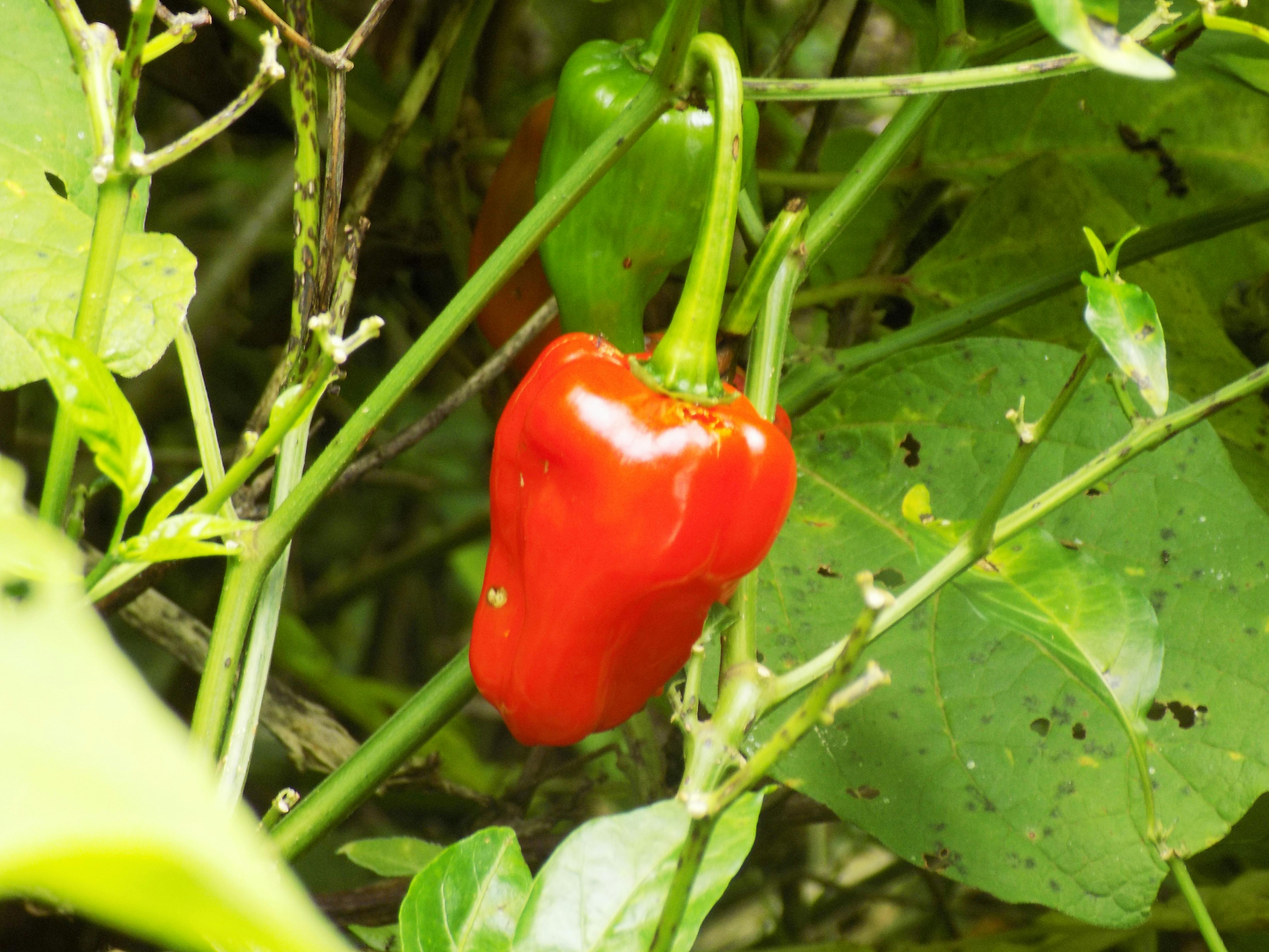 Piment du Cameroun -pepper from Cameroon-mboapictures 7 Photos & Videos ...
