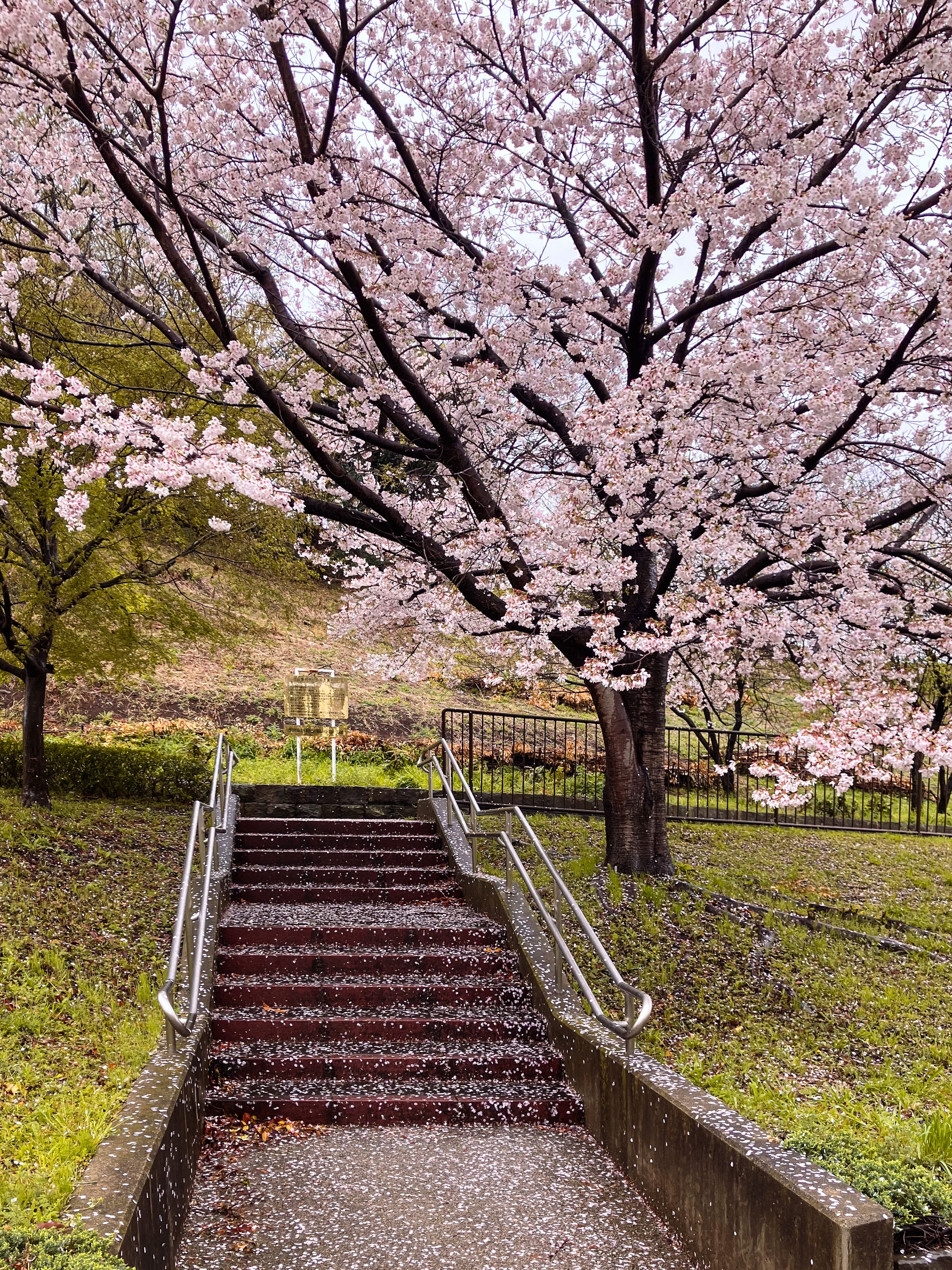 Beautiful Cherry Blossoms in Full Bloom During Spring · Free Stock Photo