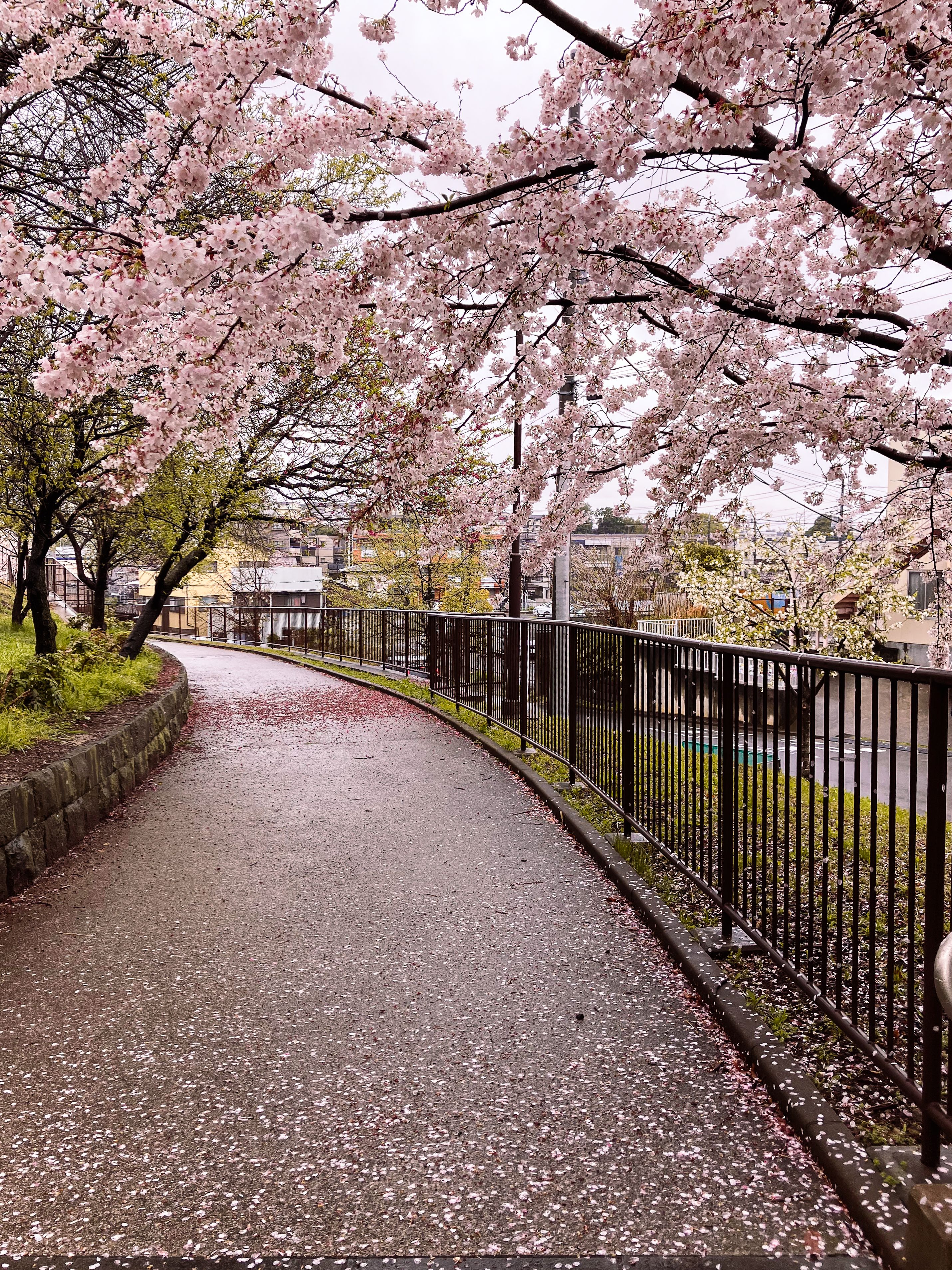 Petal Covered Path Photos, Download The BEST Free Petal Covered Path ...