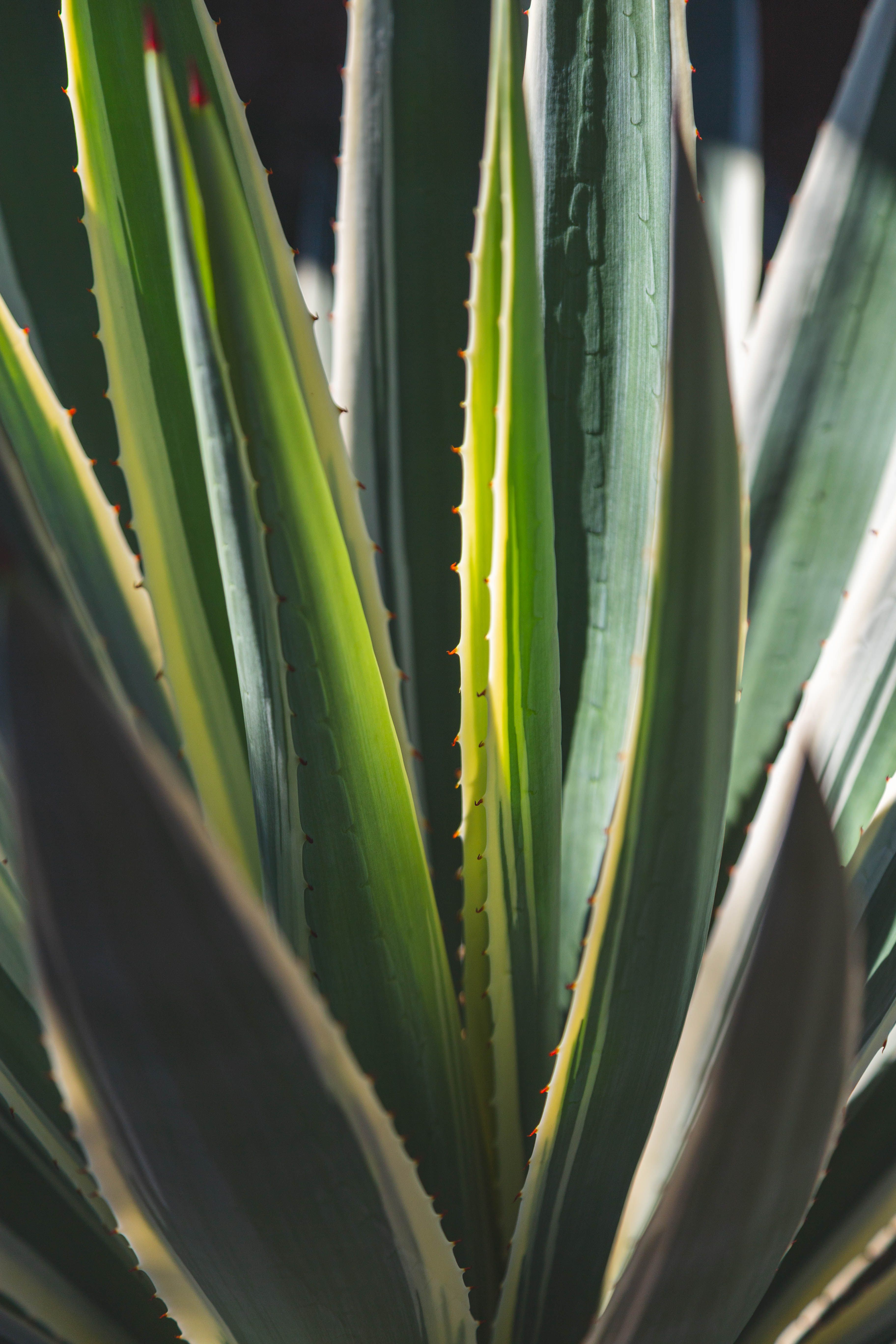 Close-Up of Sunlit Agave Plant in Buenos Aires · Free Stock Photo