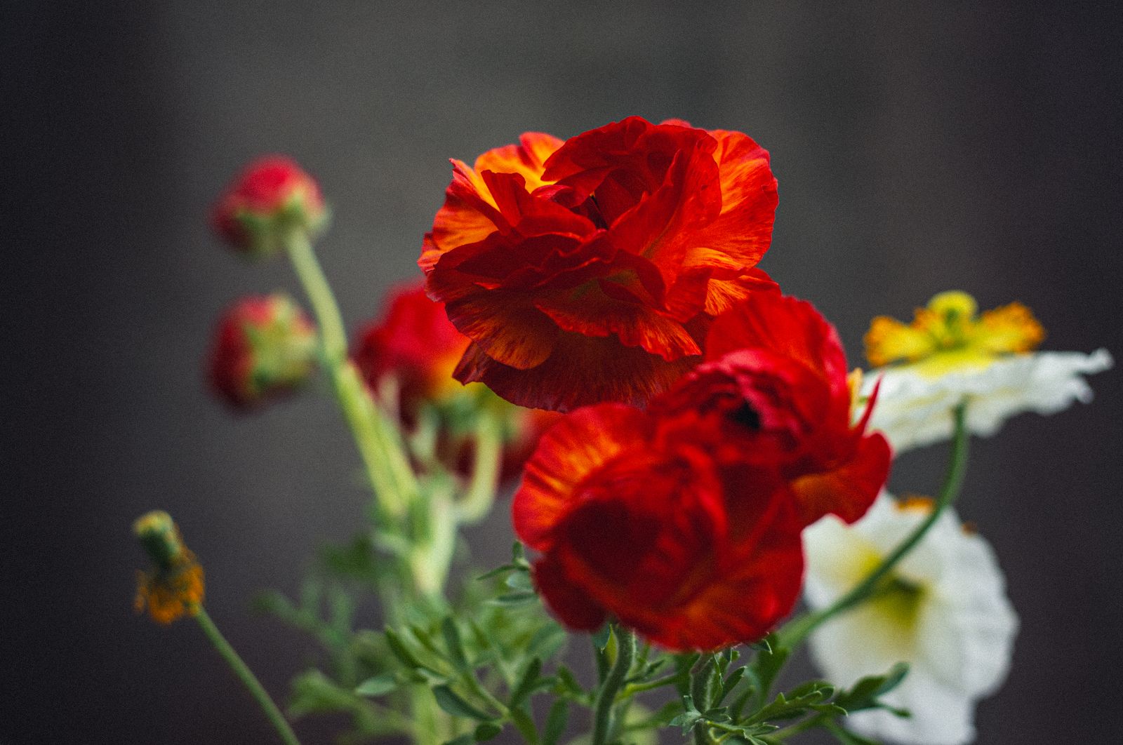 Blooming Flowers Photos, Download The BEST Free Blooming Flowers Stock ...